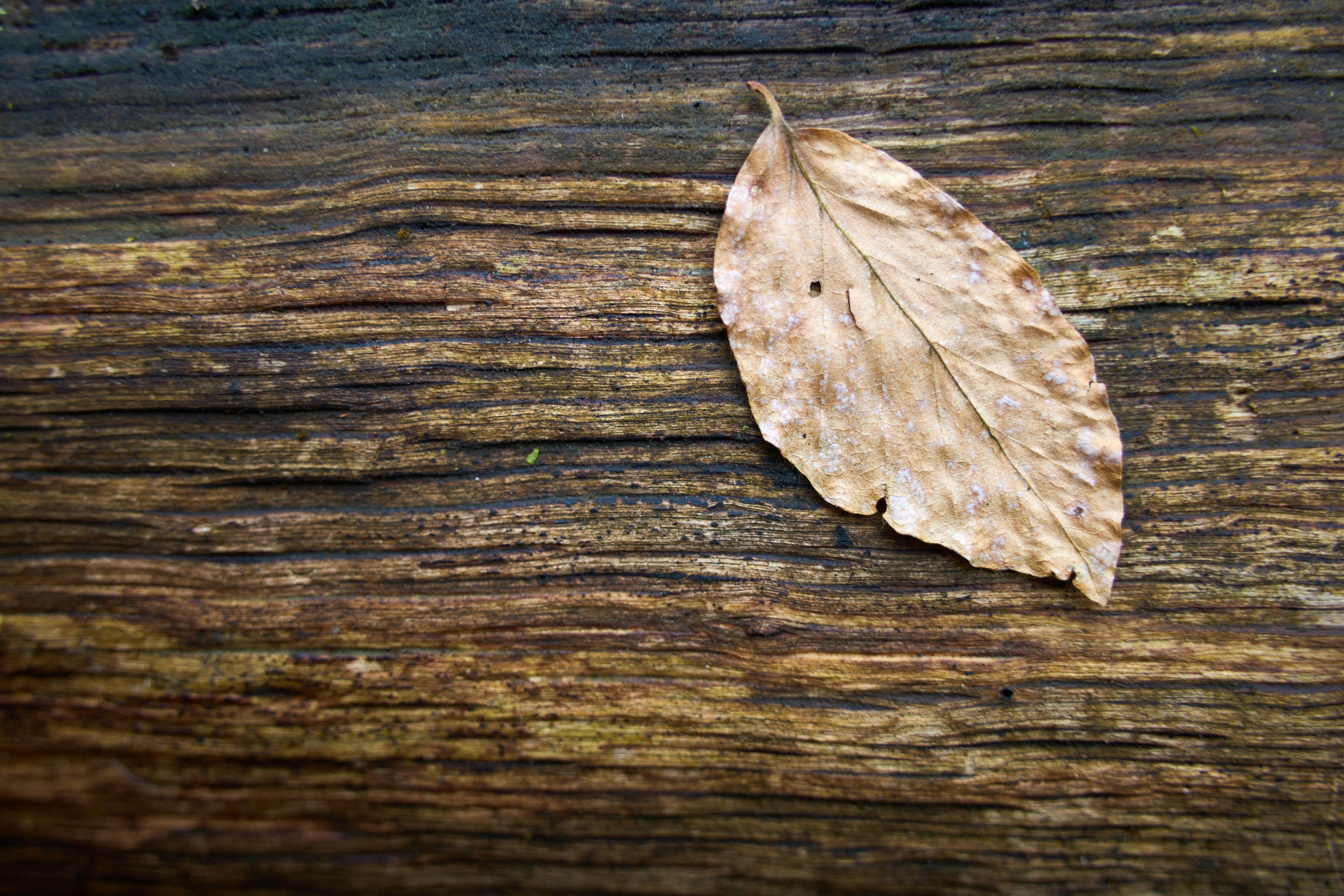Whisper of Autumn on Weathered Planks