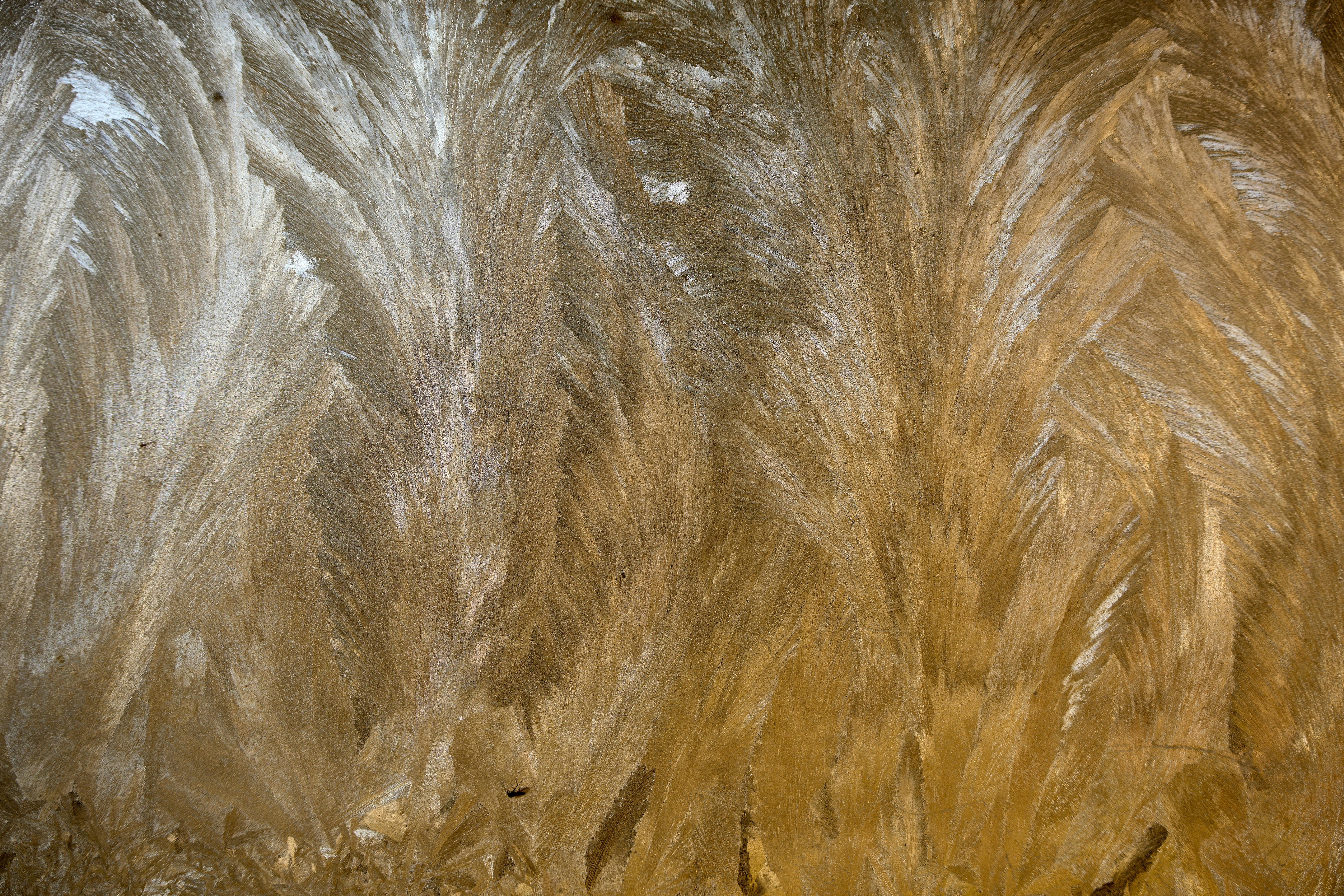 A close up of a brown and white animal's fur photo – Free Reed Image on ...
