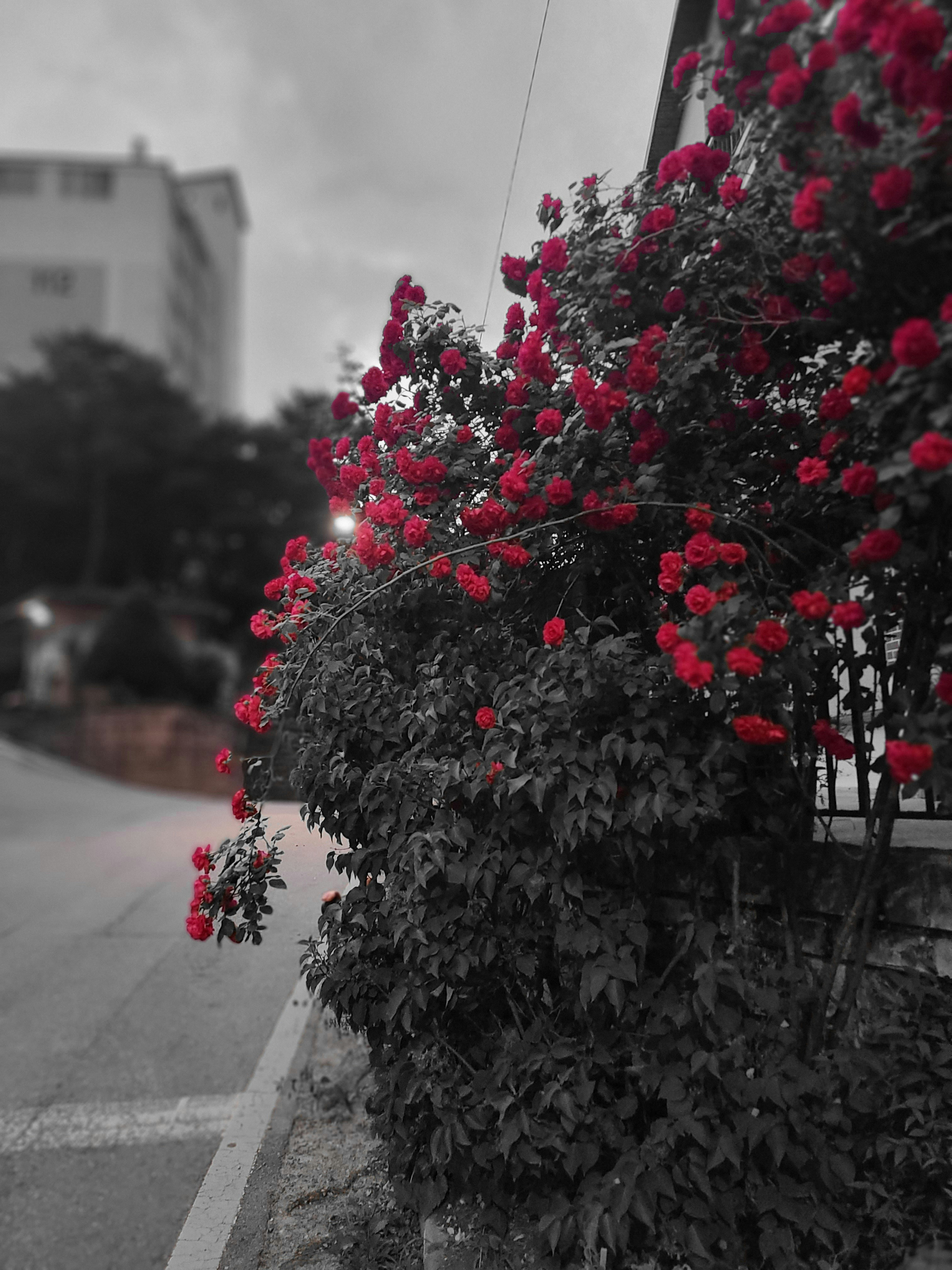 Crimson Rose Arch Framing a Quiet Urban Street