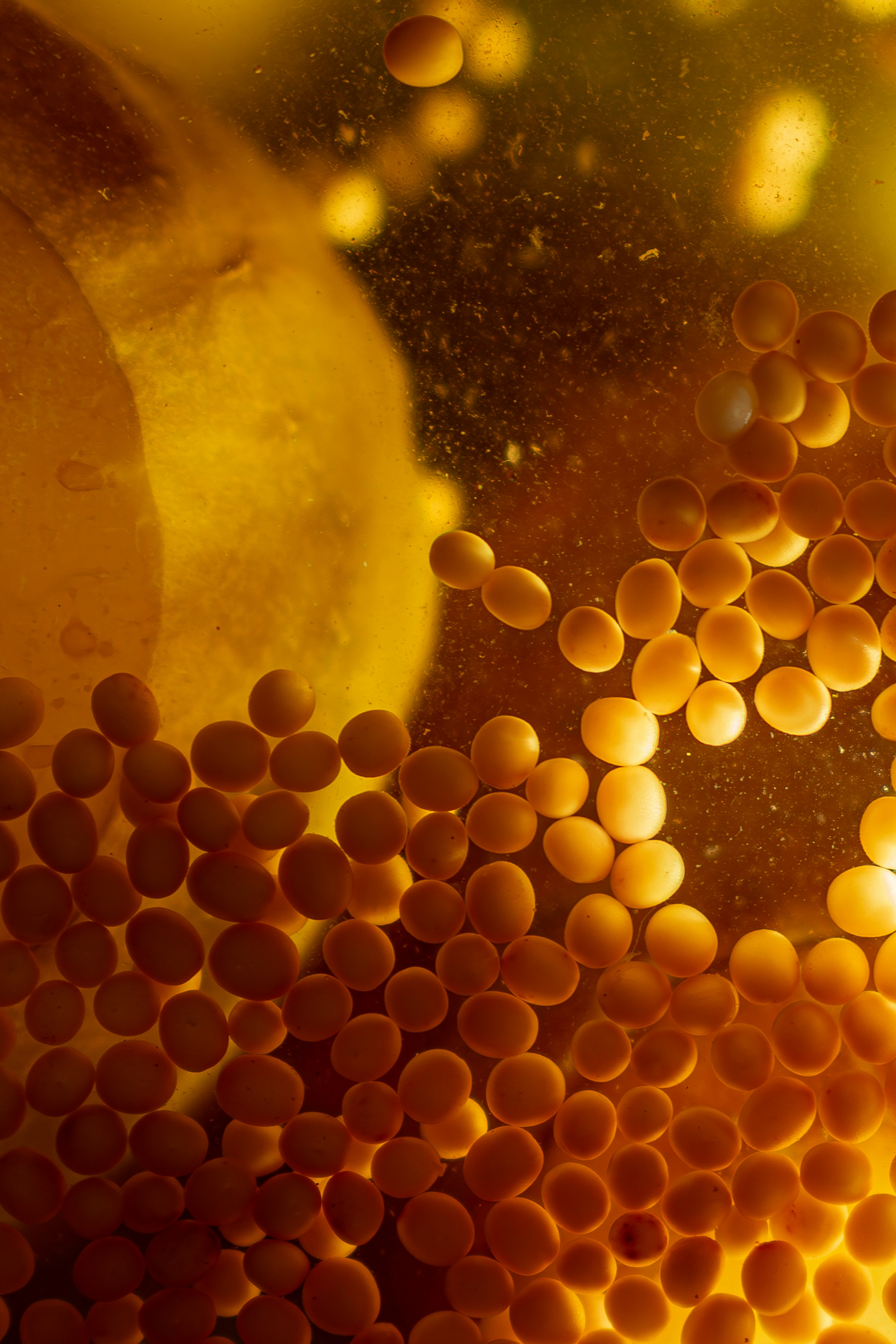 A close up of a bunch of yellow objects photo – Free Food Image on Unsplash