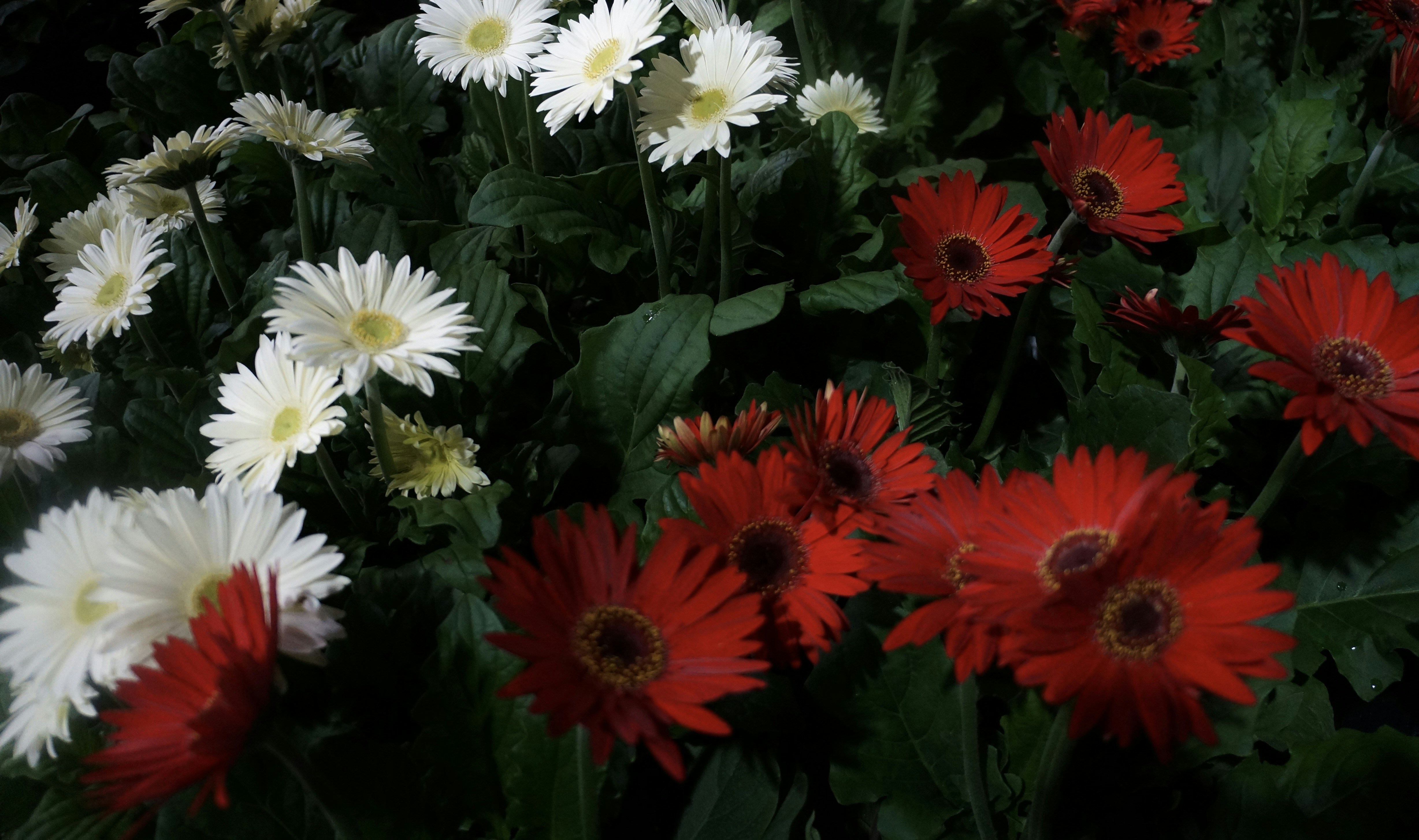 gerberas rojas y blancas