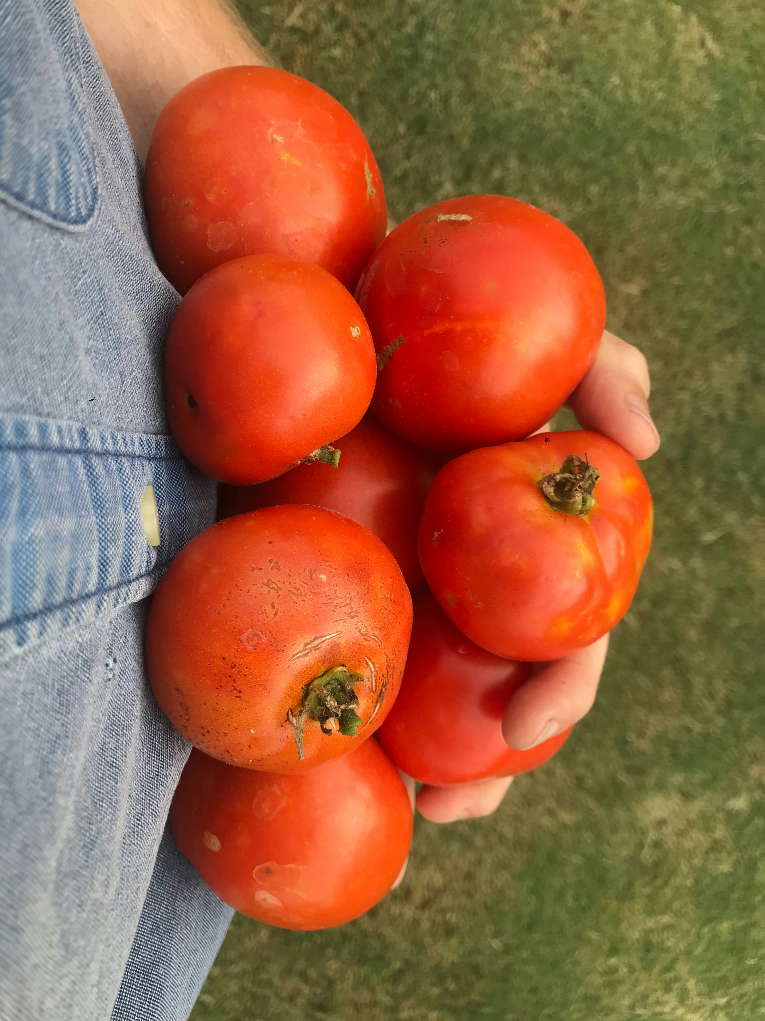 Crimson Bounty Cradled in Denim
