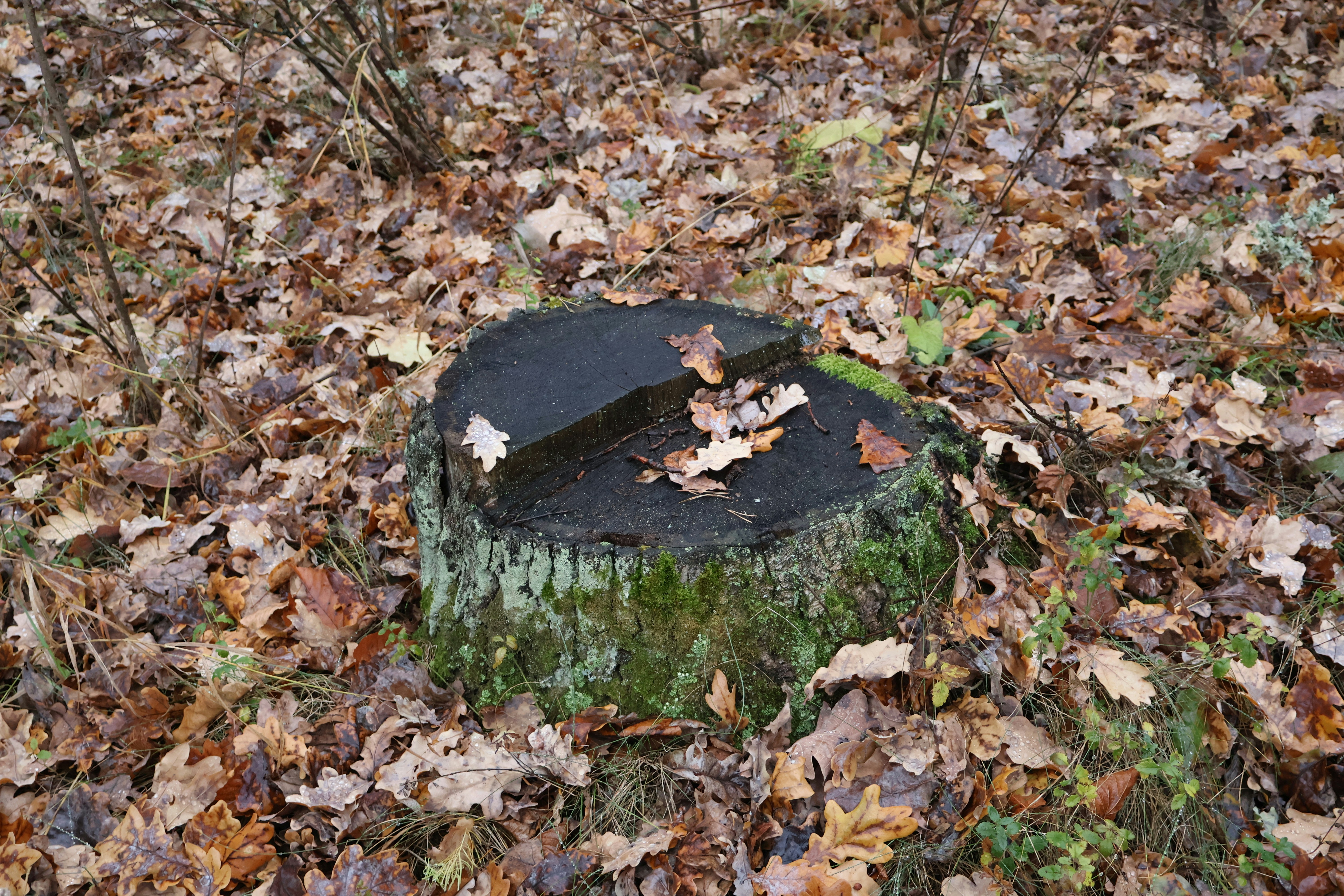 Moss-Crowned Forest Stump Anchored in an Autumn Leaf Carpet