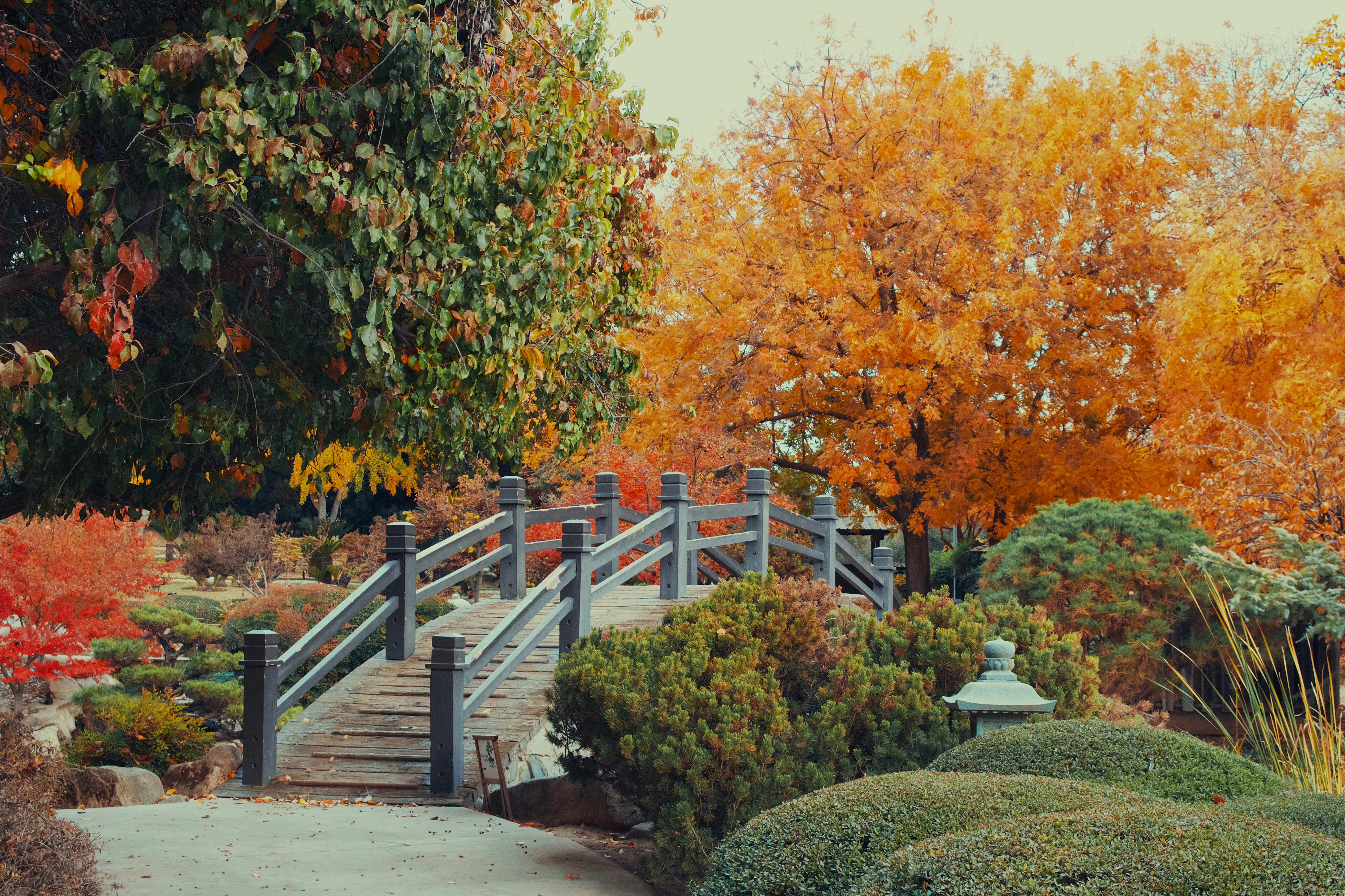 Wooden bridge surrounded by vibrant autumn foliage in a serene park.