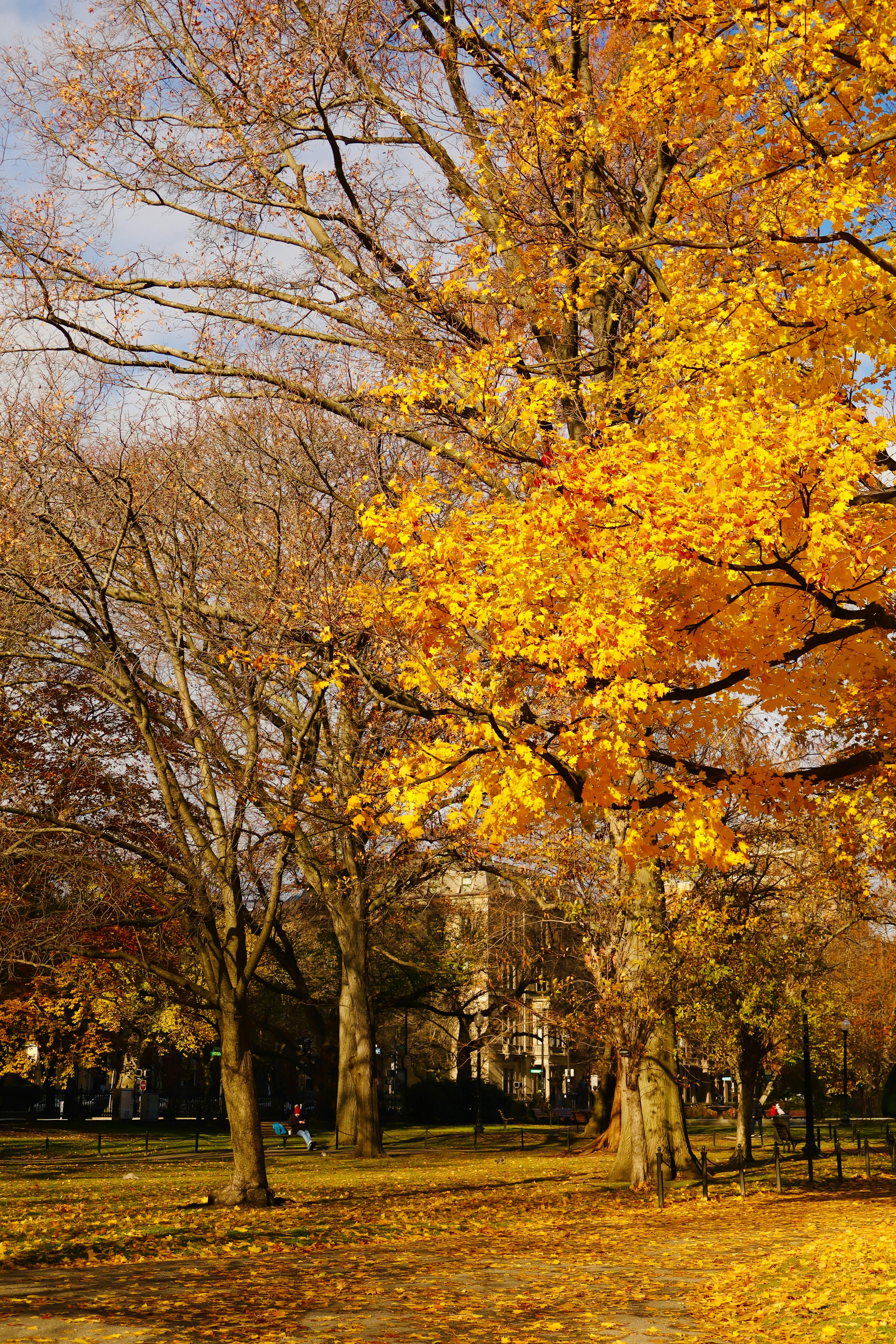 A park filled with lots of trees covered in fall leaves photo – Free ...