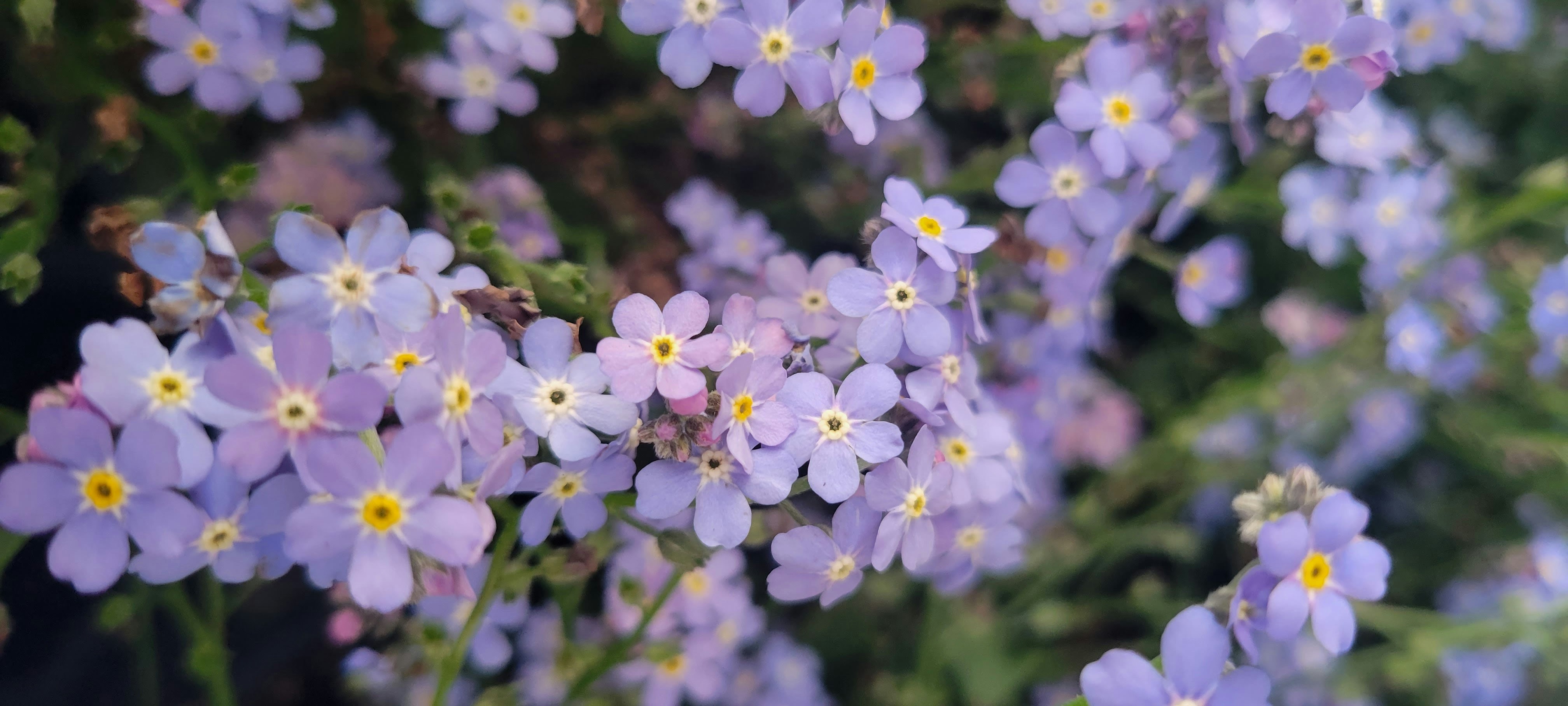 Photo by Christina DelliSante with Samsung Galaxy S21