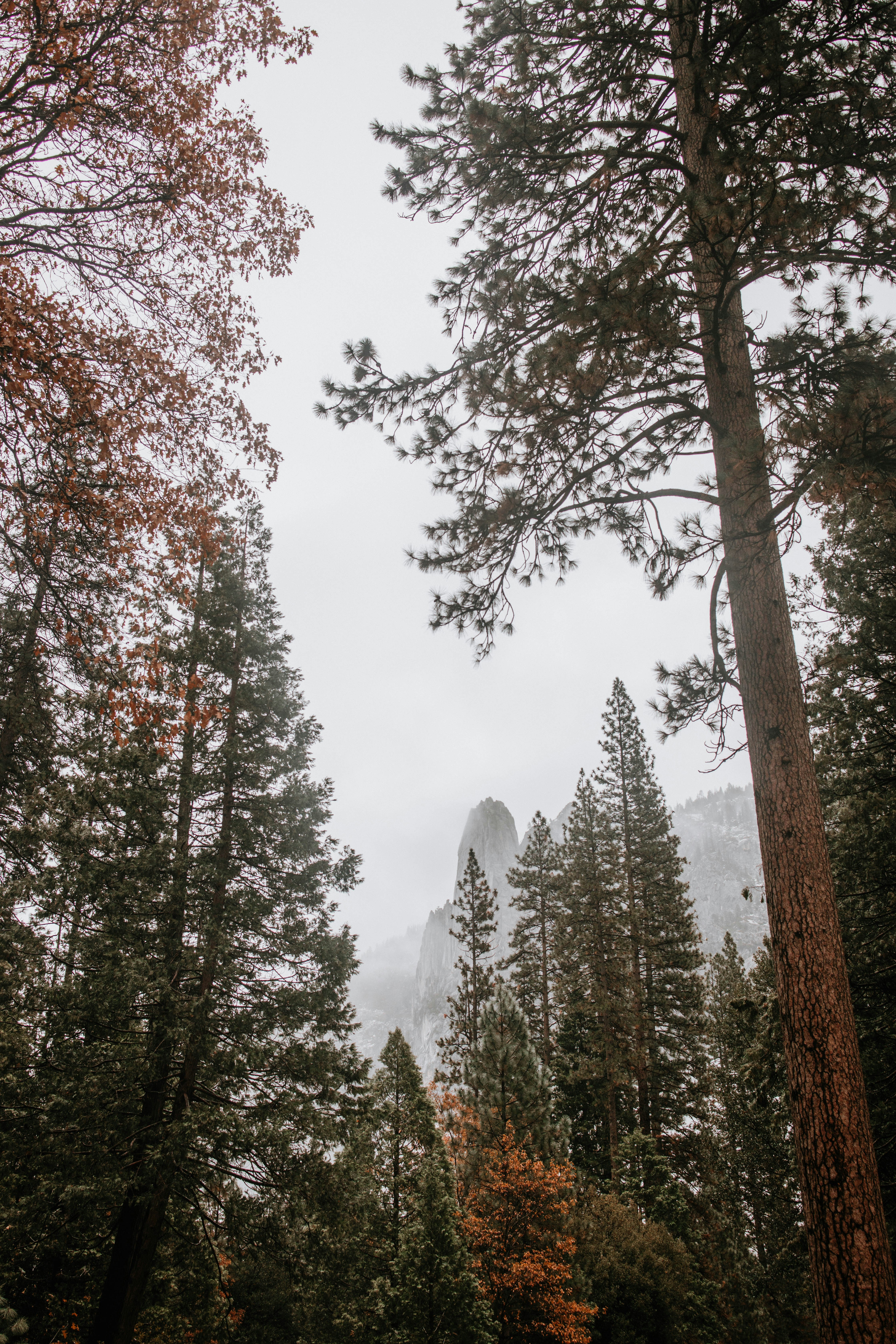 A forest filled with lots of tall trees photo – Free Forest Image on ...