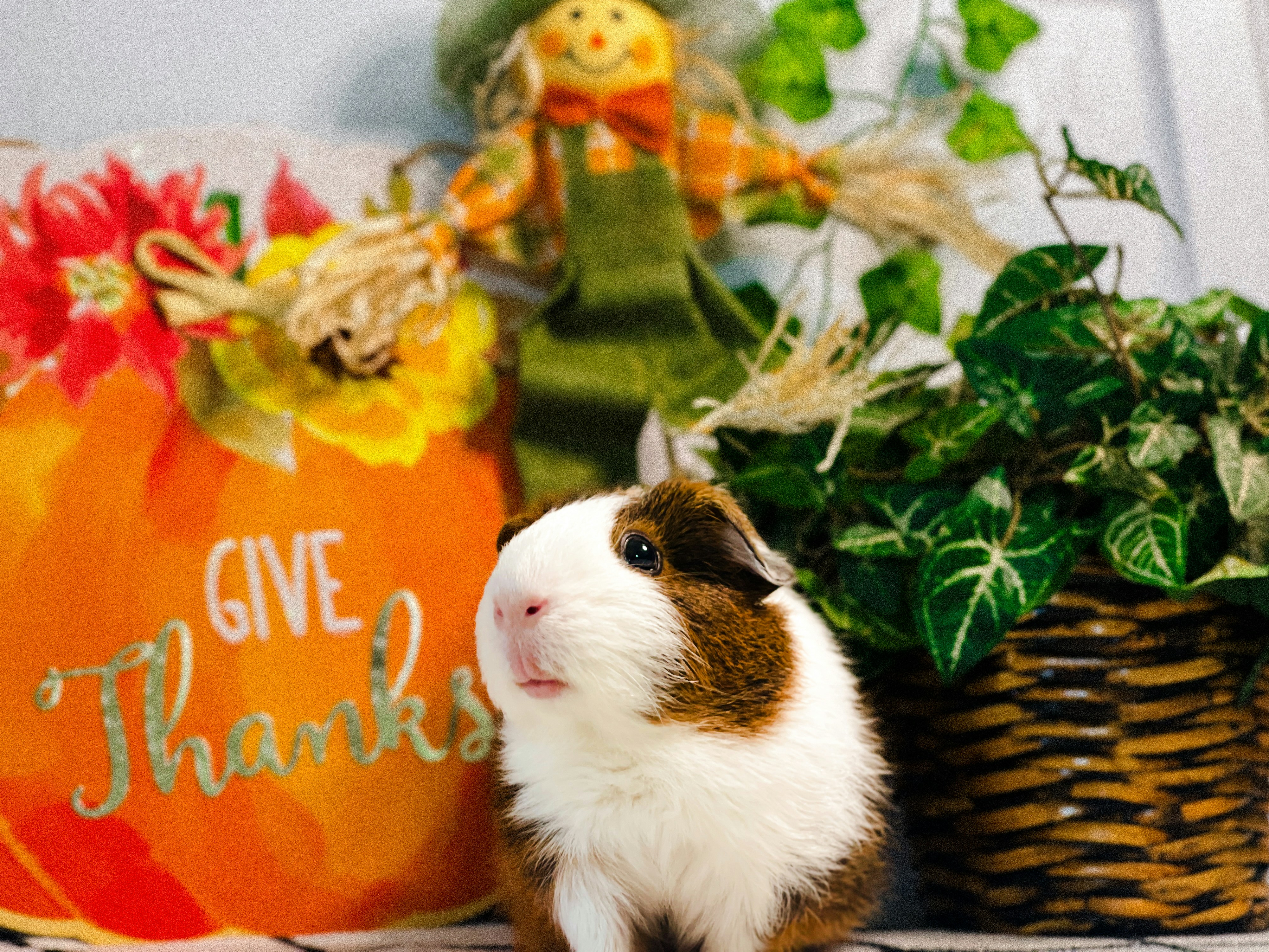 Autumn Glow: Guinea Pig Beneath a Give Thanks Pumpkin and Greenery