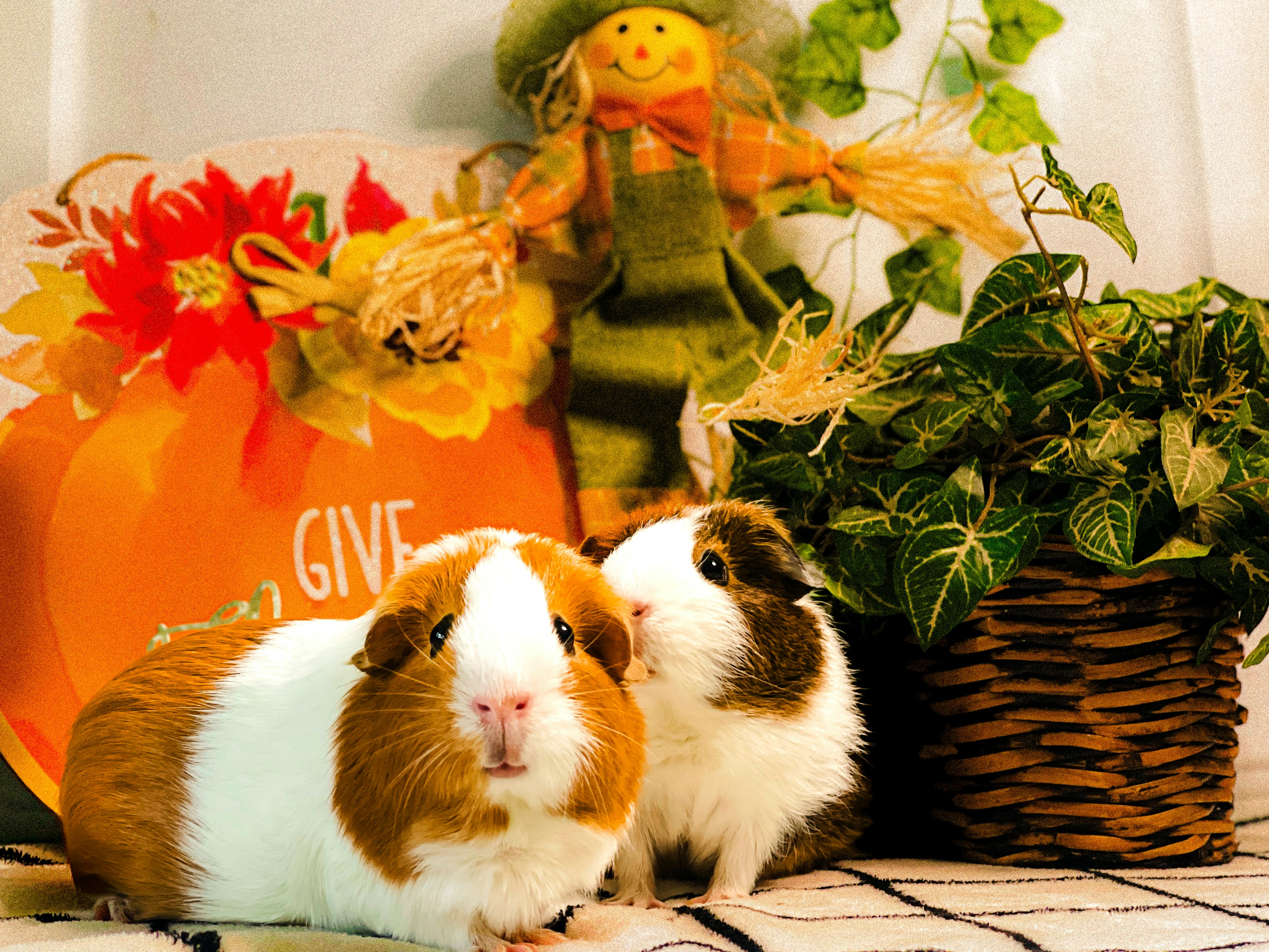 Autumn Duo: Two Guinea Pigs Amid Pumpkin Glow and Greenery