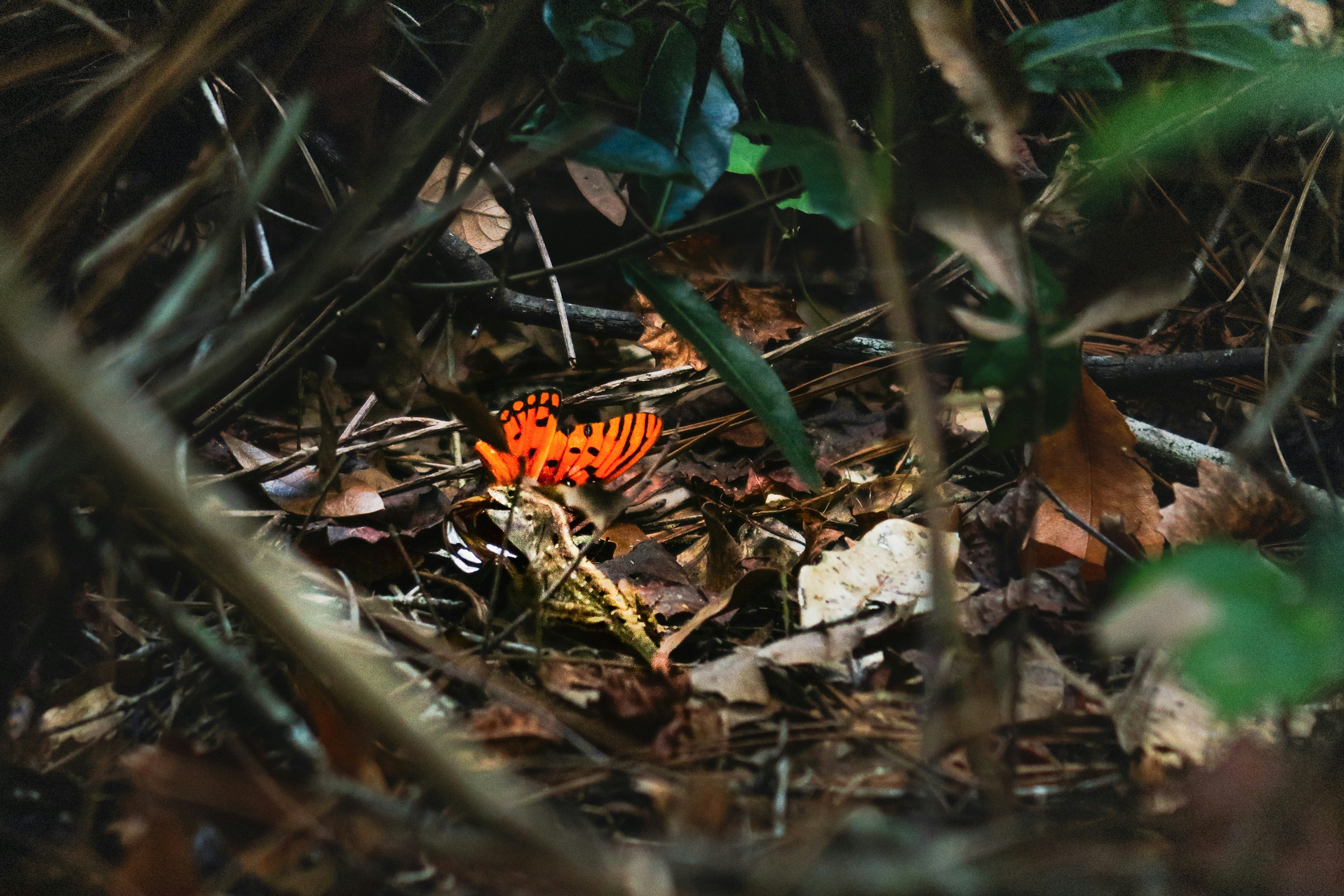 Amber butterfly amid leaf litter in the forest’s shadow