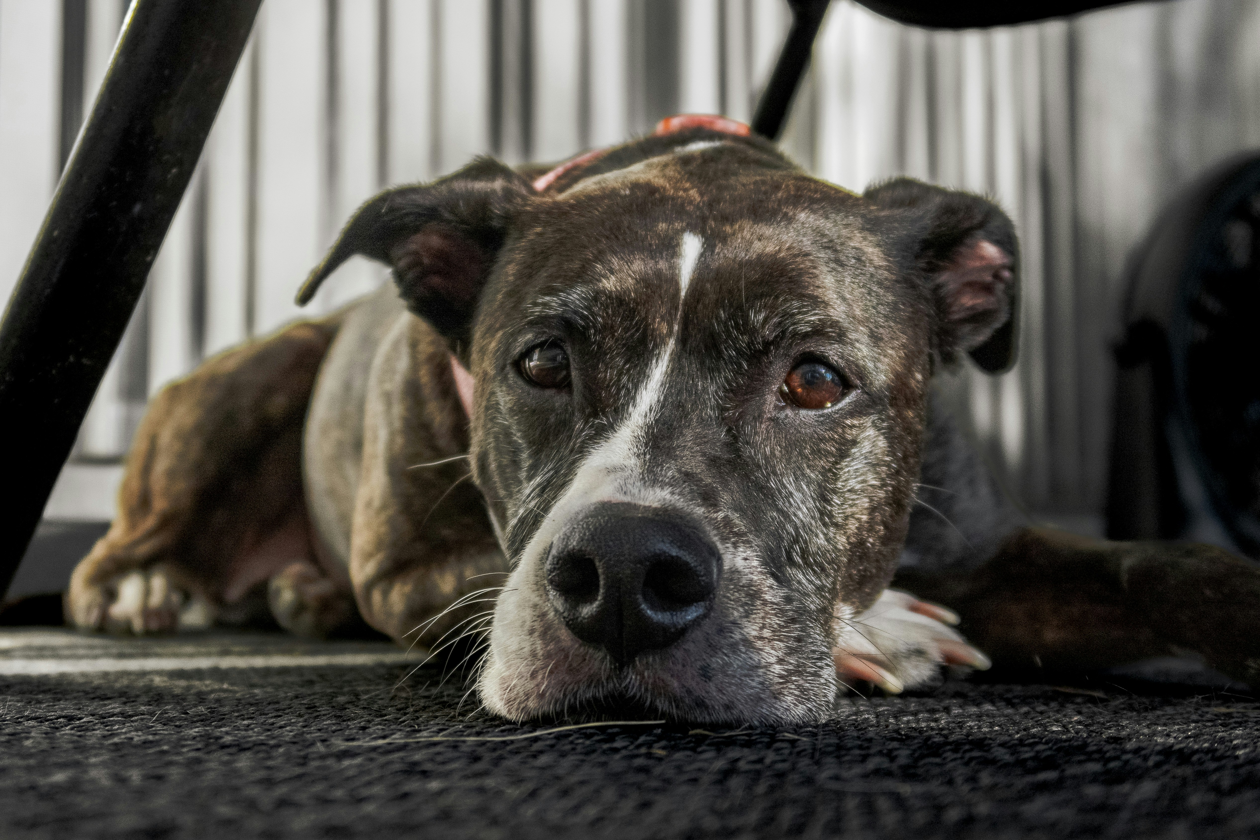 Dog resting on a carpeted floor with a calm expression, partially shaded under a table.