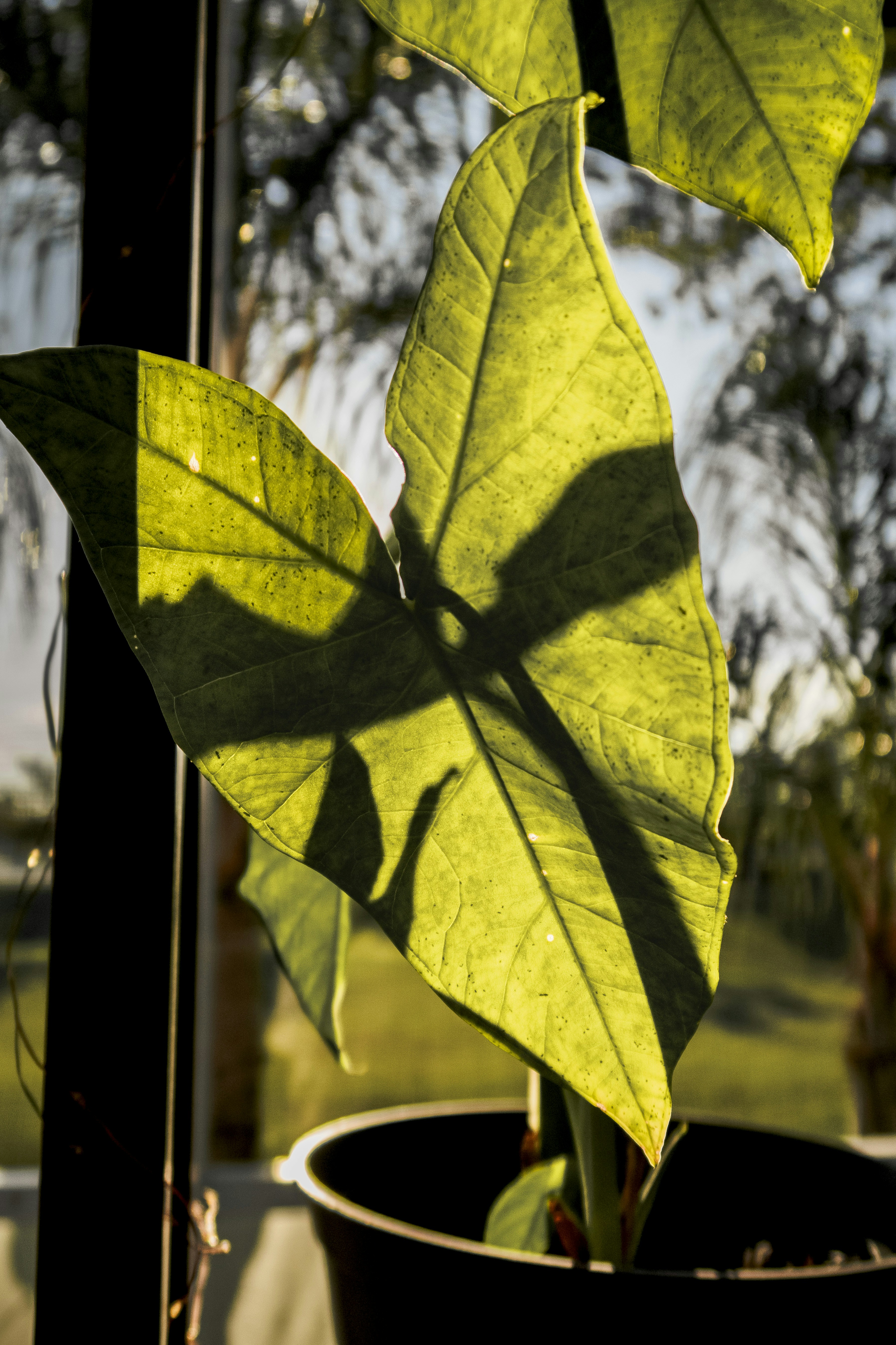Veined by Sun: Windowlight Illuminates a Leaf's Structure