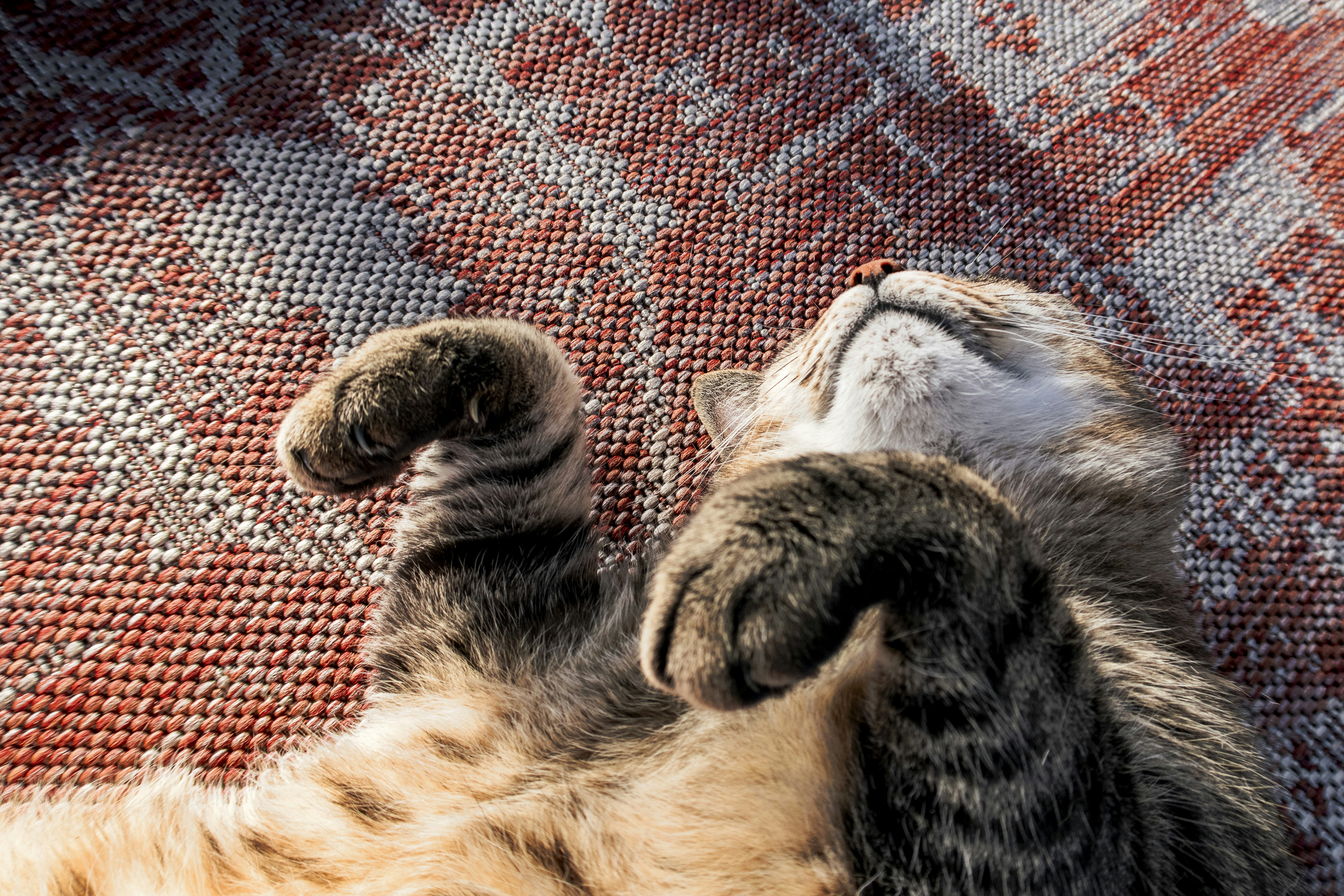 A cat rolling around on its back on a couch photo – Free Cat Image on ...