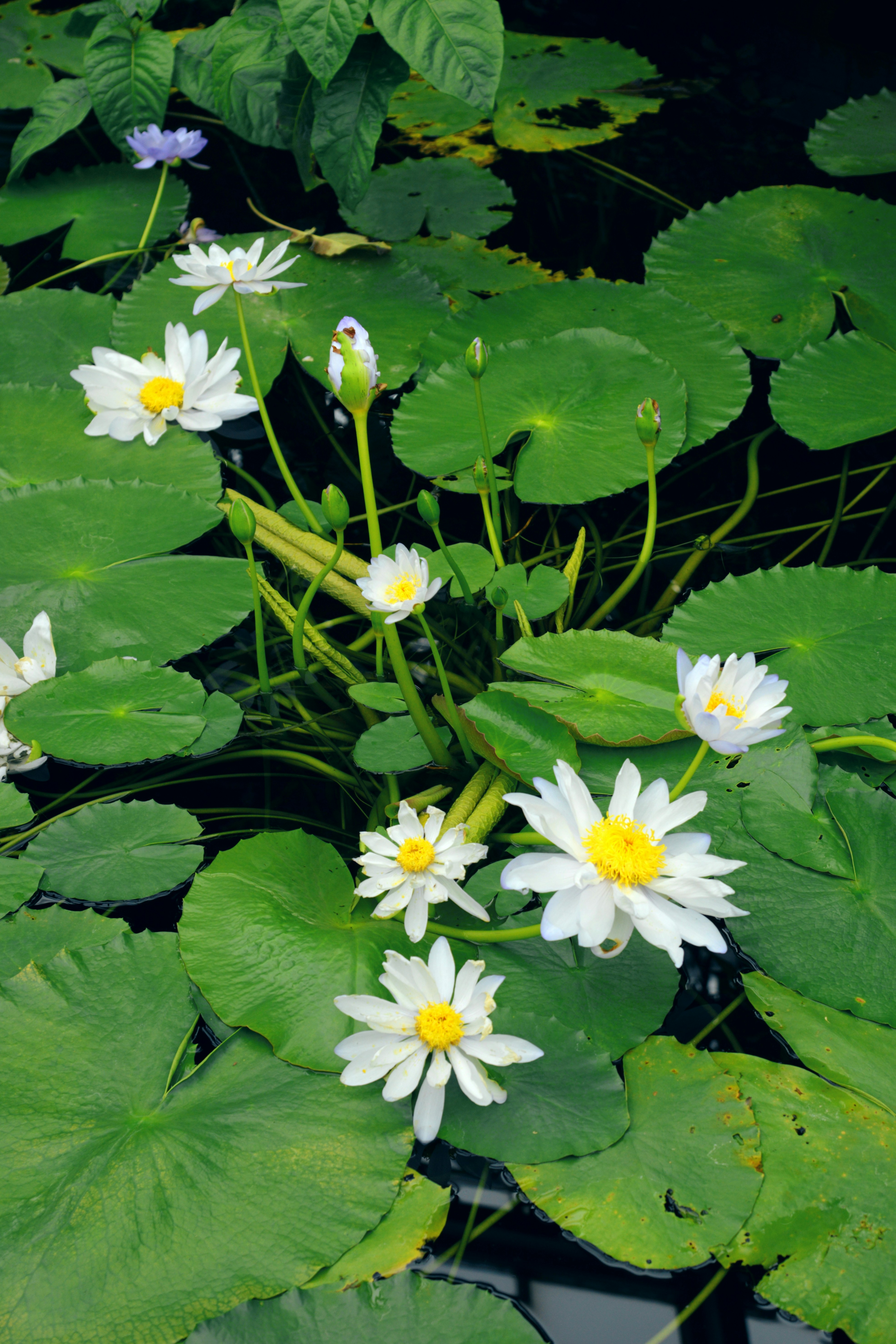 White Waterlilies Breaking Through a Sea of Green
