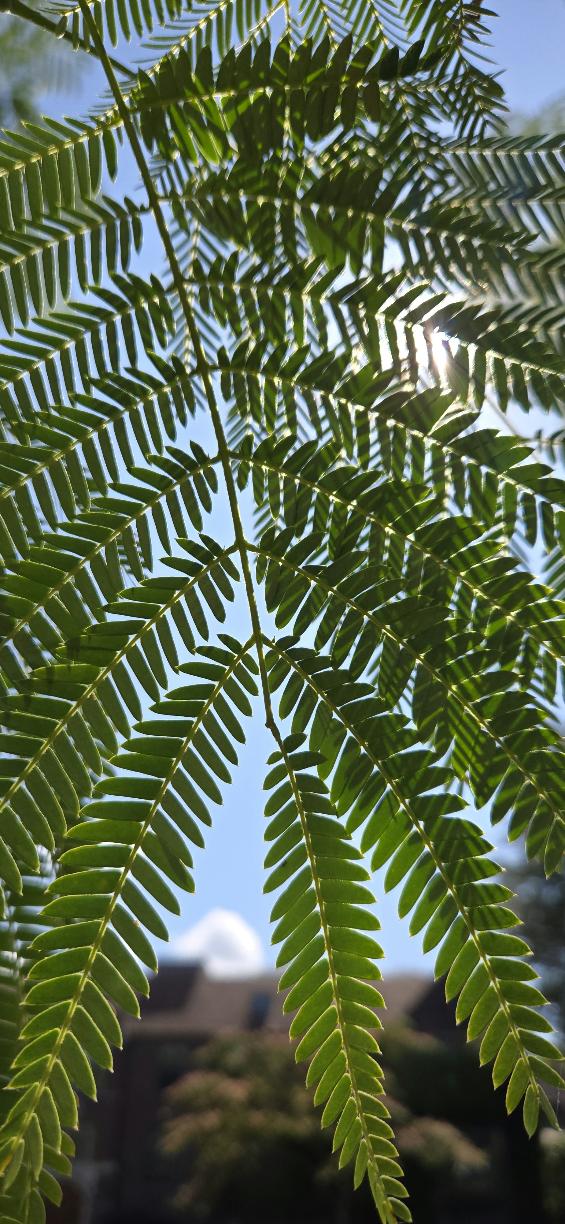 Emerald Lattice in Sunlight: Fronds Framing a Sky