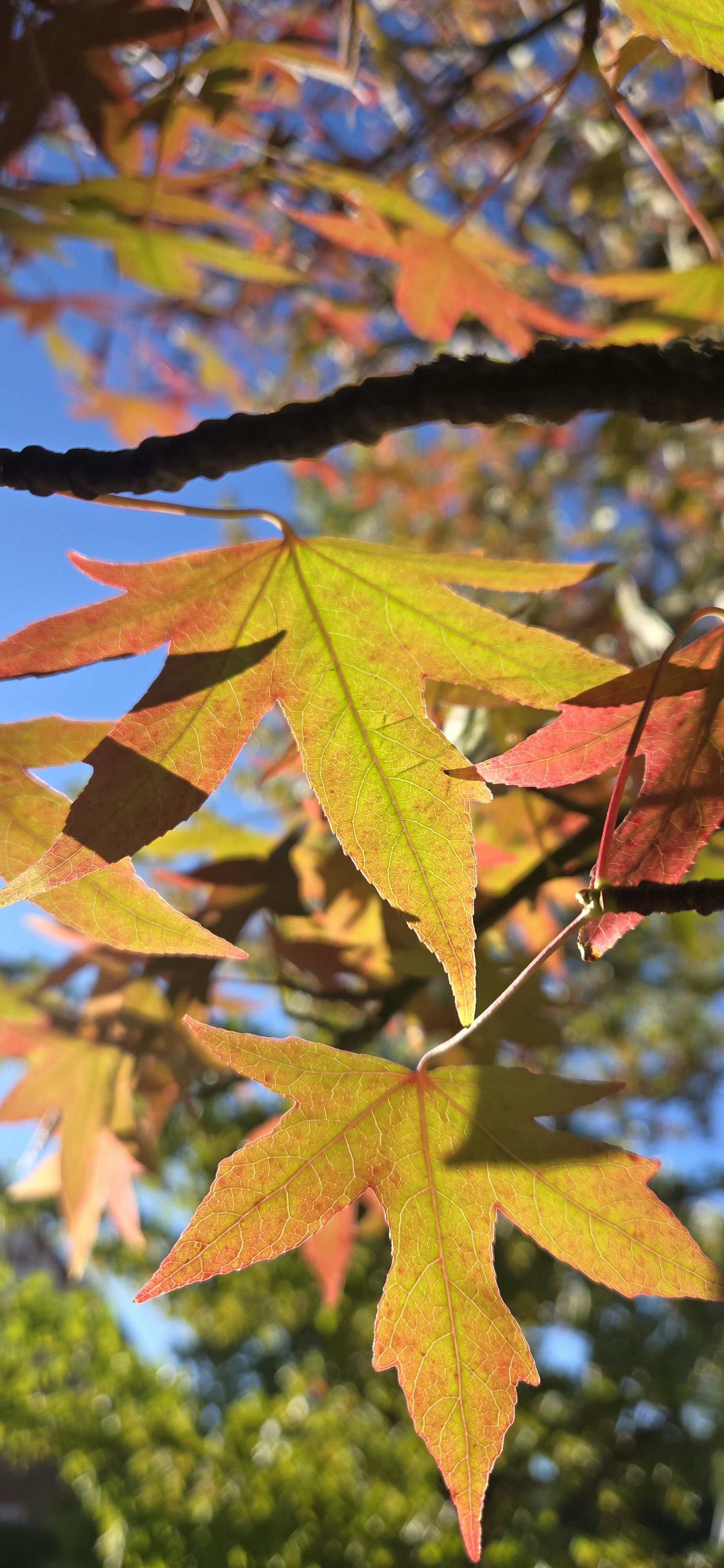 The leaves of a maple tree in autumn photo – Free Tree Image on Unsplash