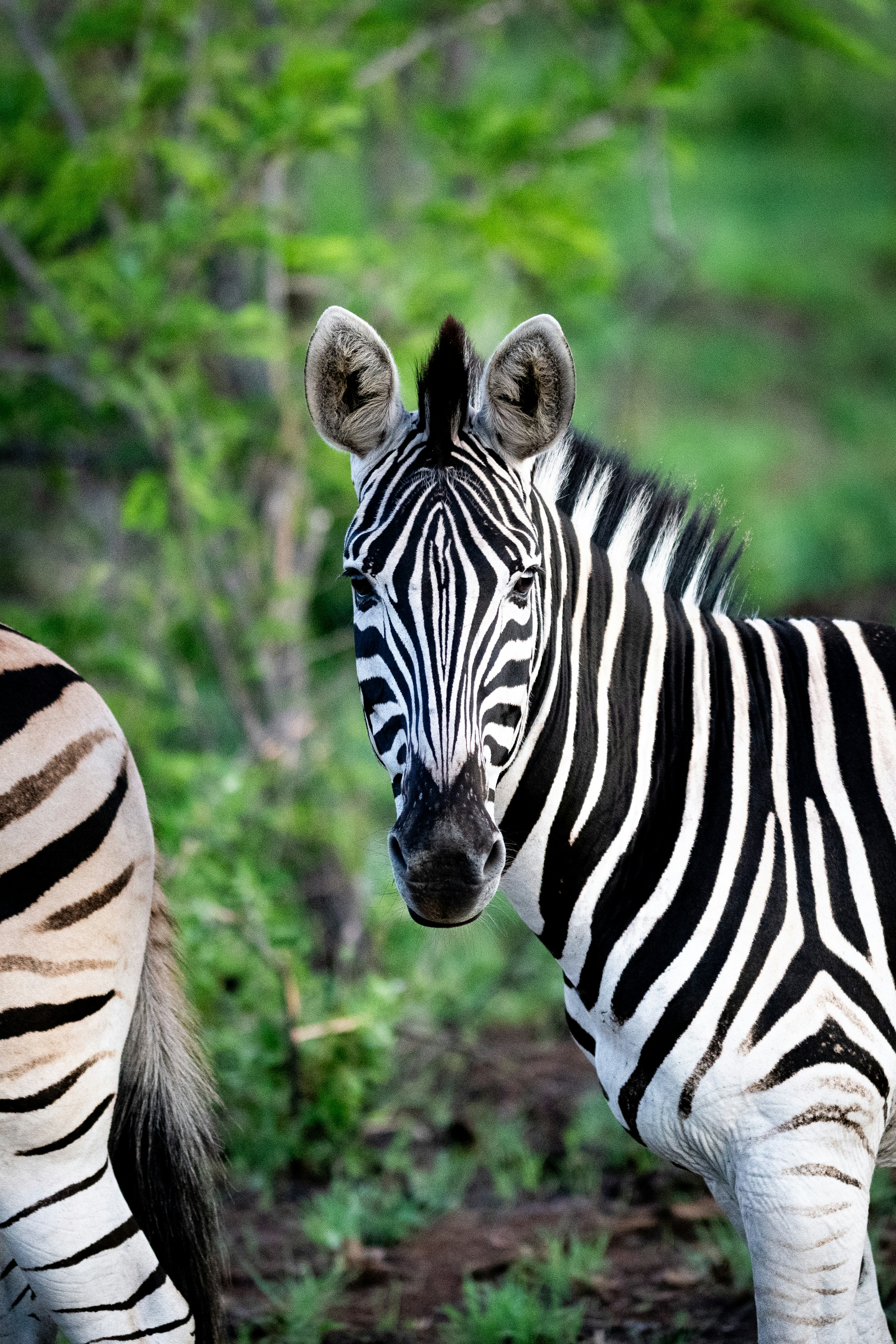 A couple of zebra standing next to each other photo – Free Kruger park ...