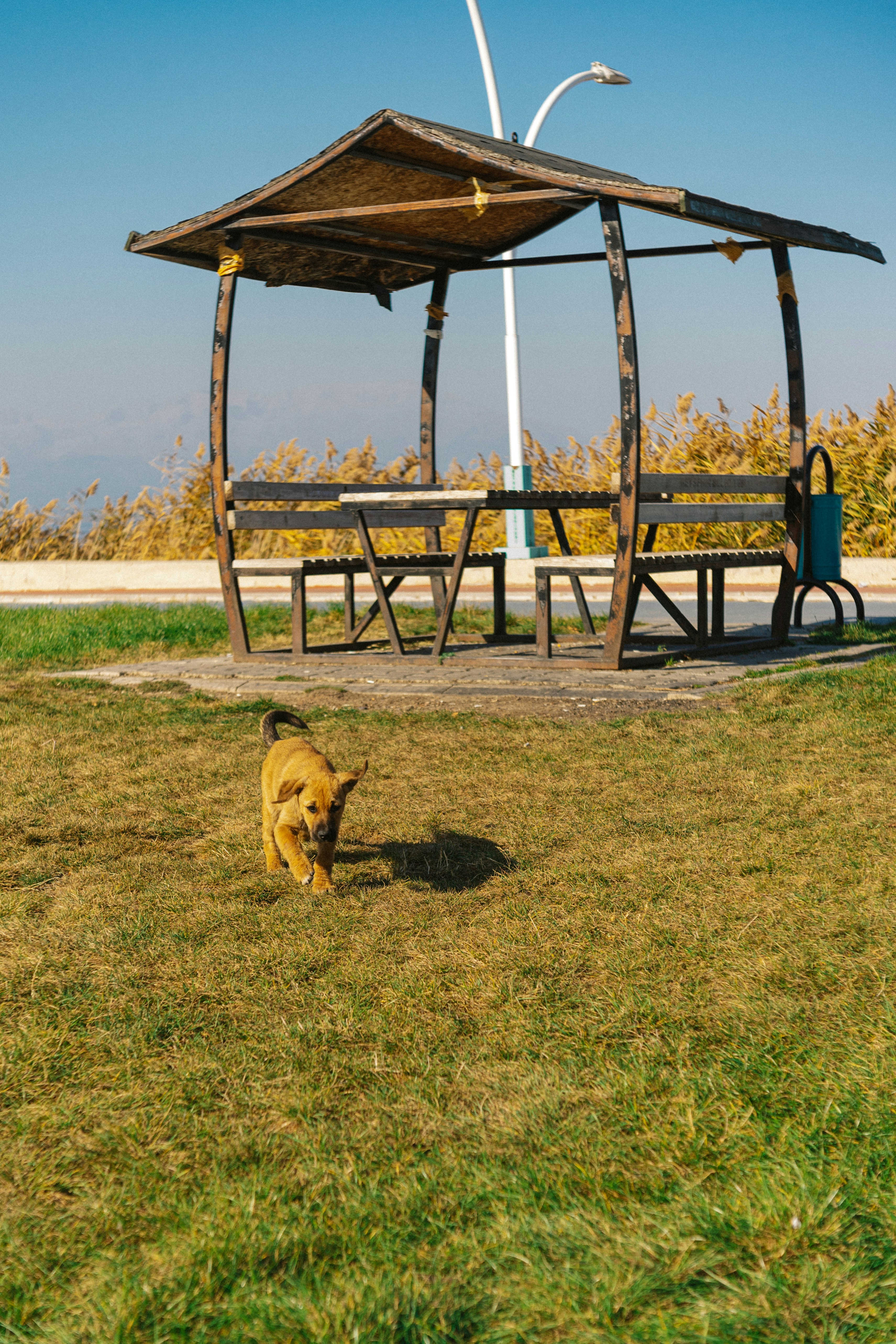 Golden Pup Beneath a Rustic Gazebo