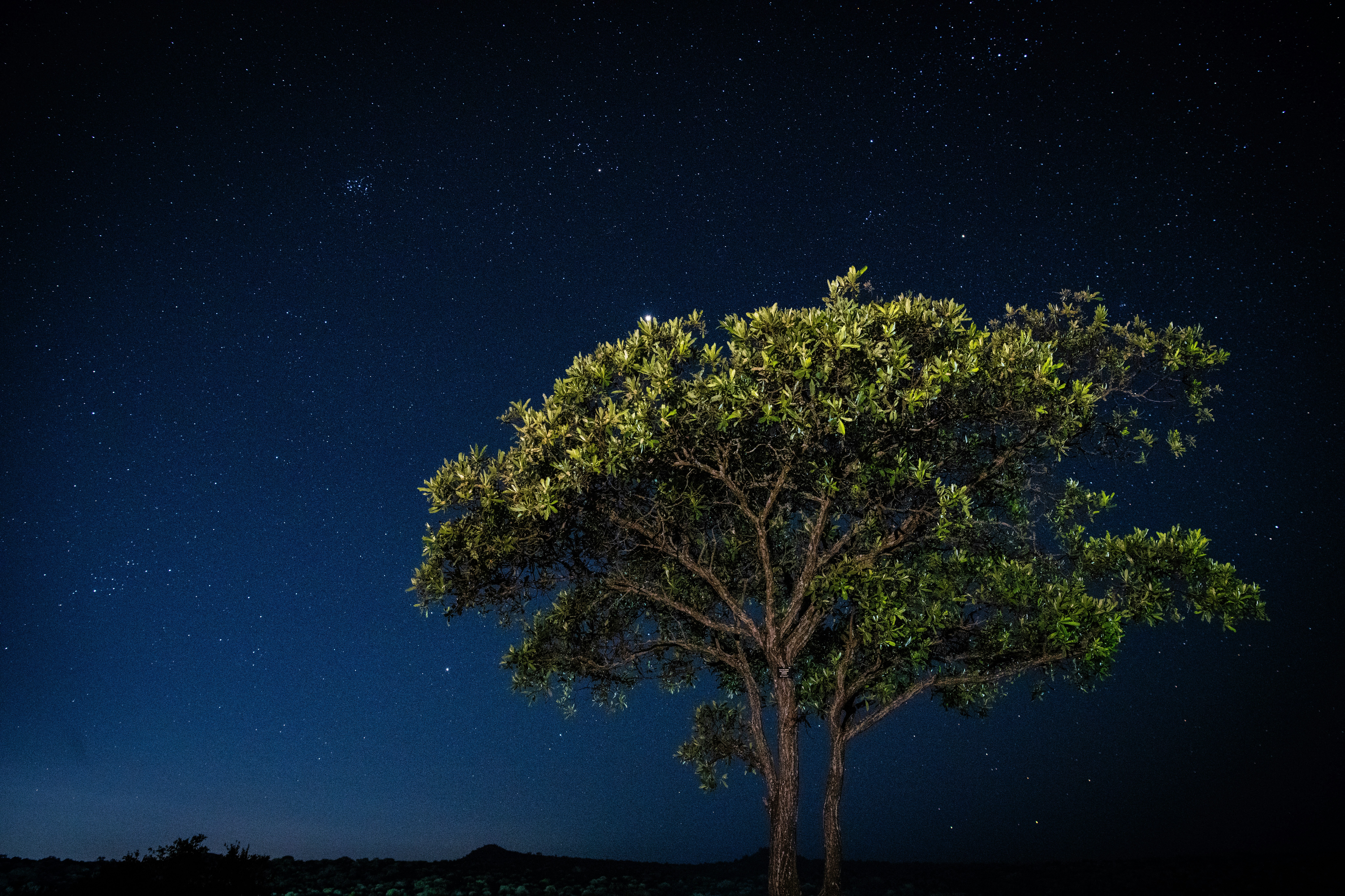 Lone Tree Beneath a Sea of Stars