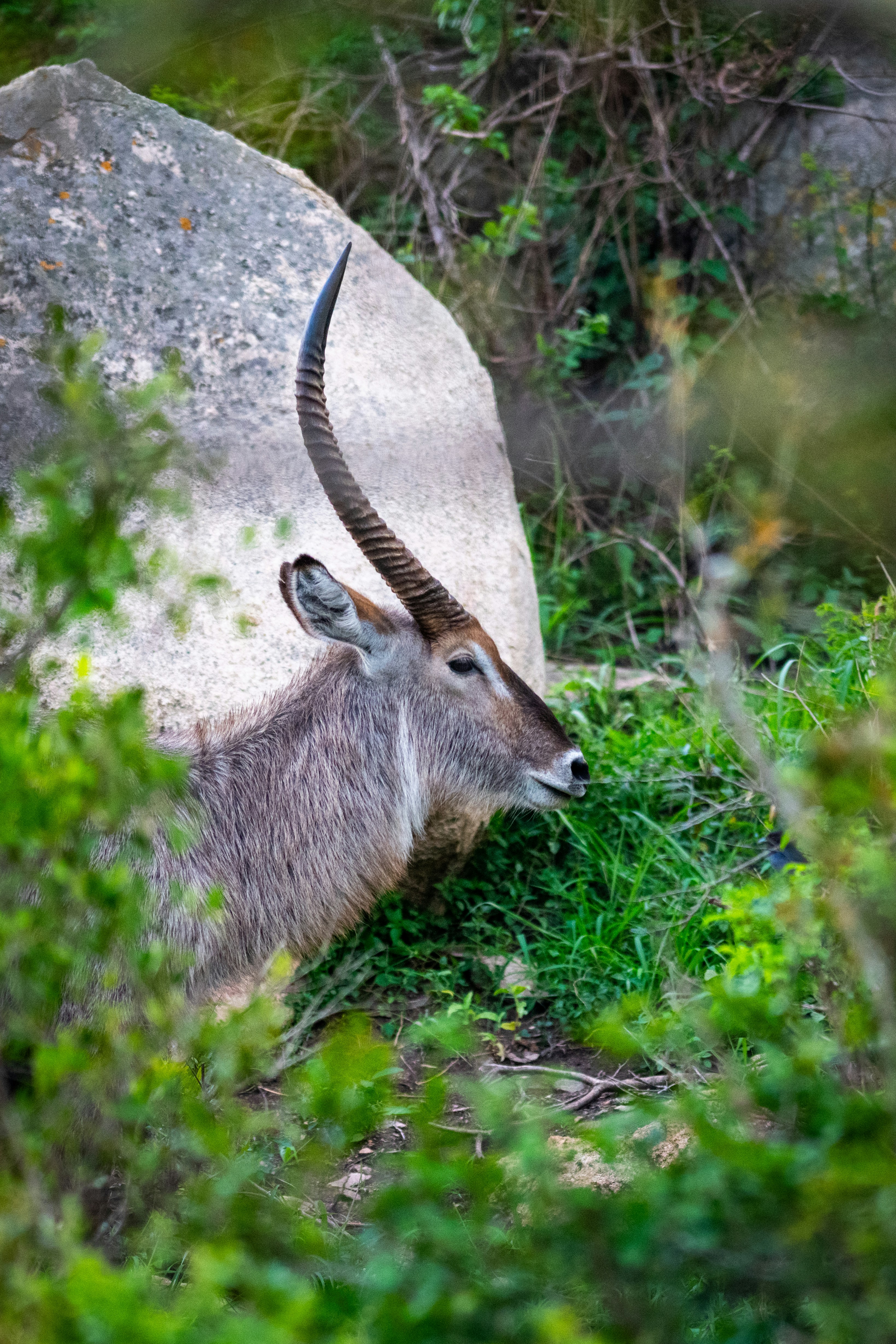 An antelope sitting in the grass next to a large rock photo – Free ...