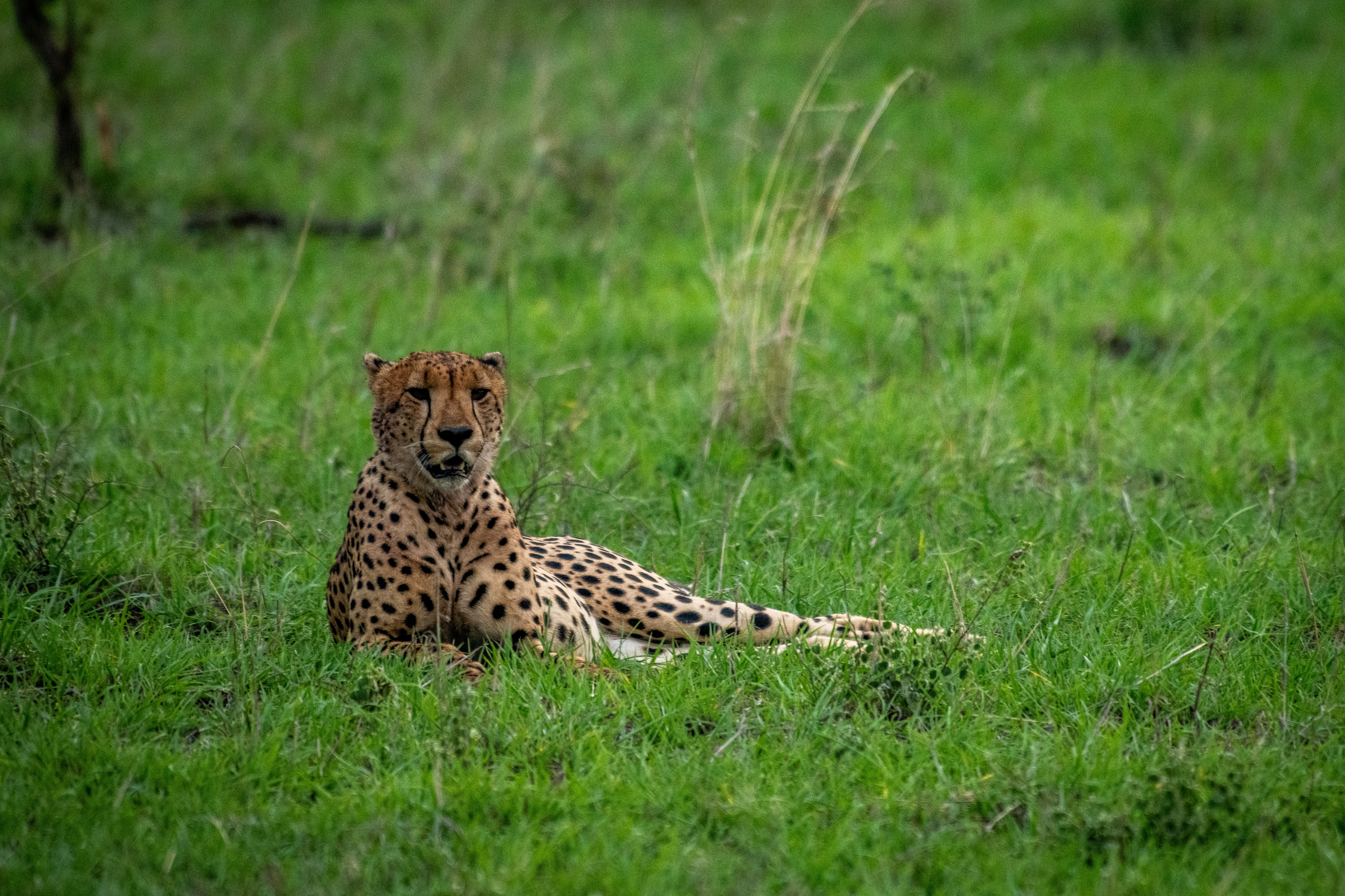 A cheetah laying in a field of green grass photo – Free Wildlife Image on Unsplash