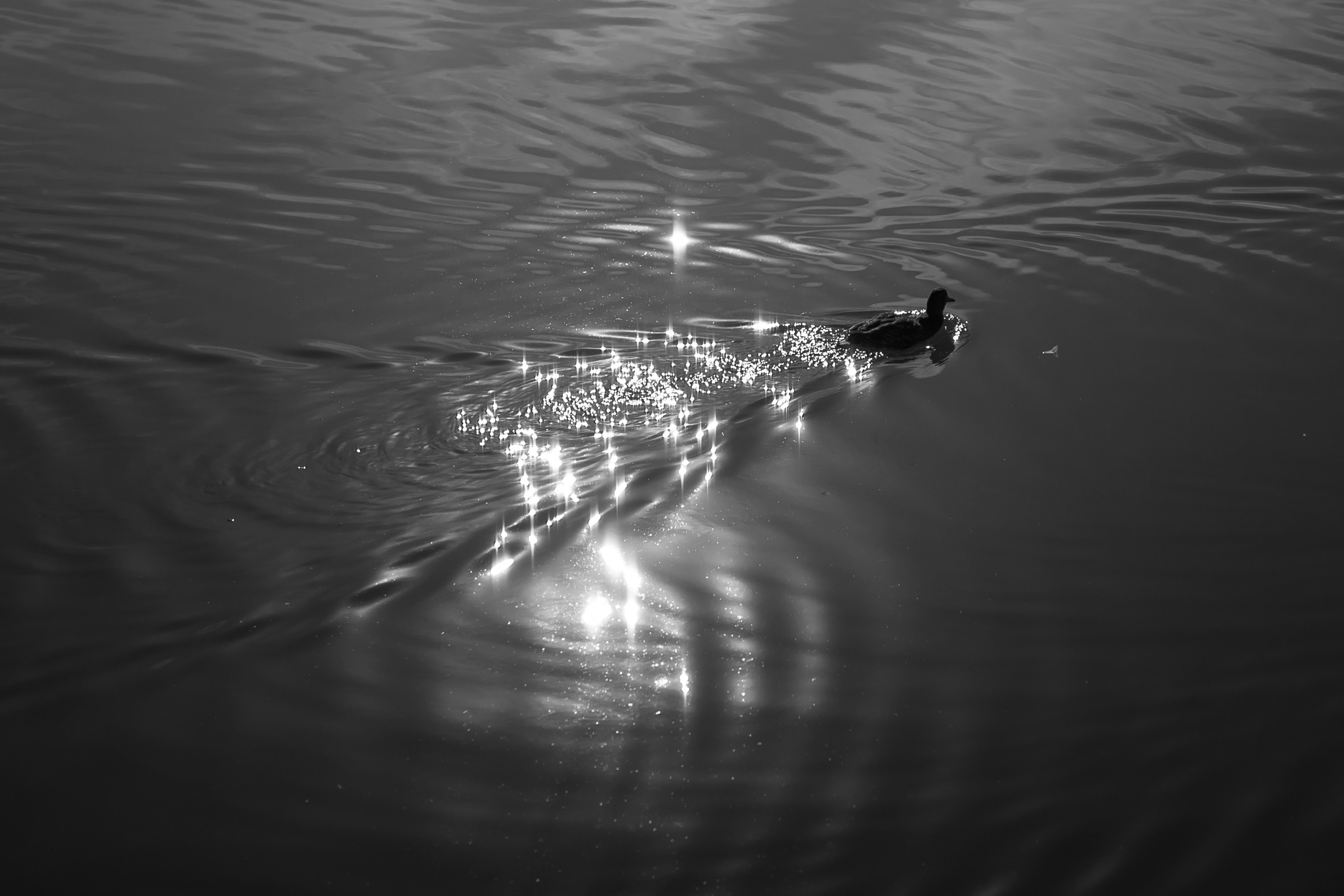 A solitary duck glides across a shimmering water surface, creating ripples that reflect light in a tranquil black and white scene.