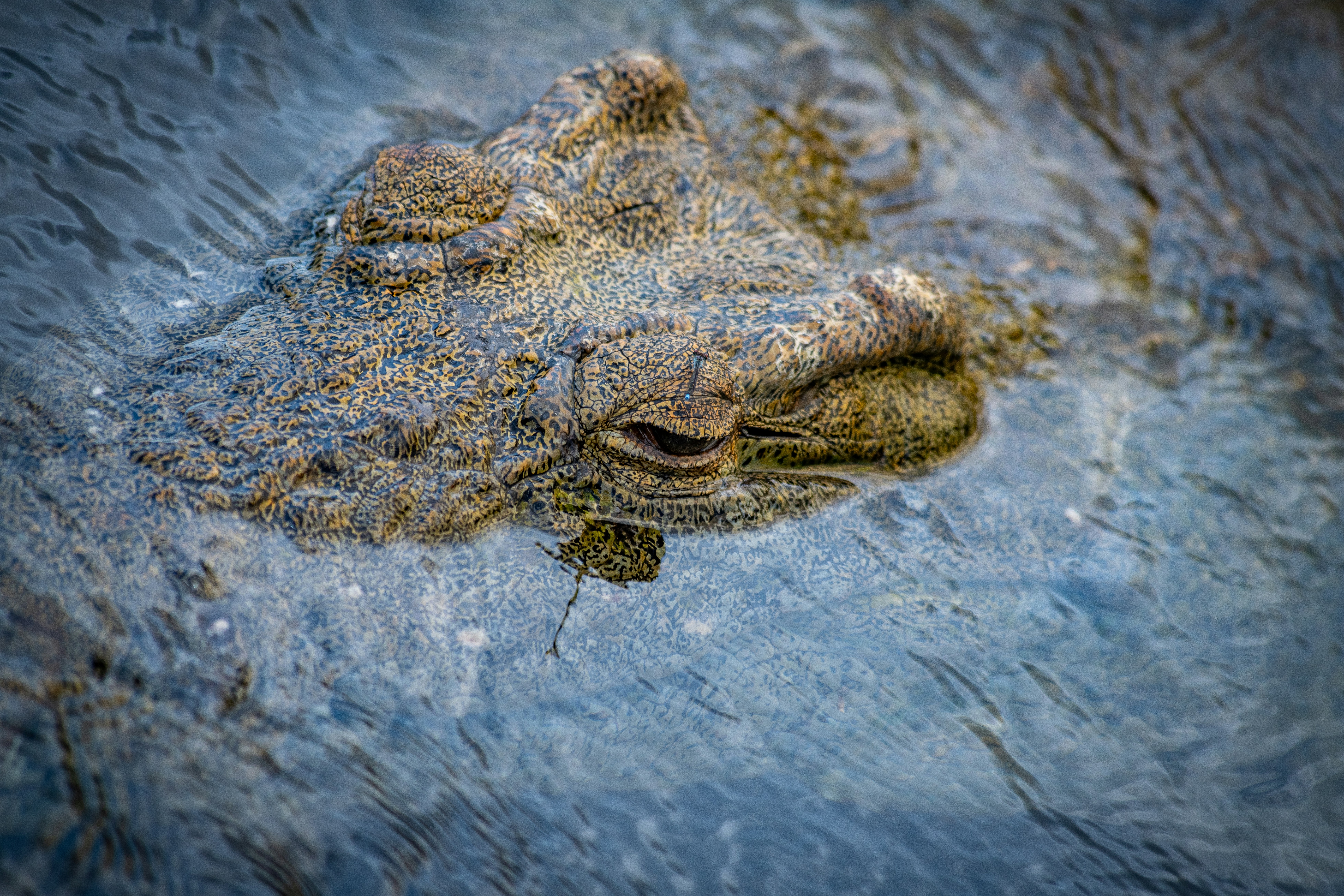 A large alligator is submerged in a body of water photo – Free Wildlife ...