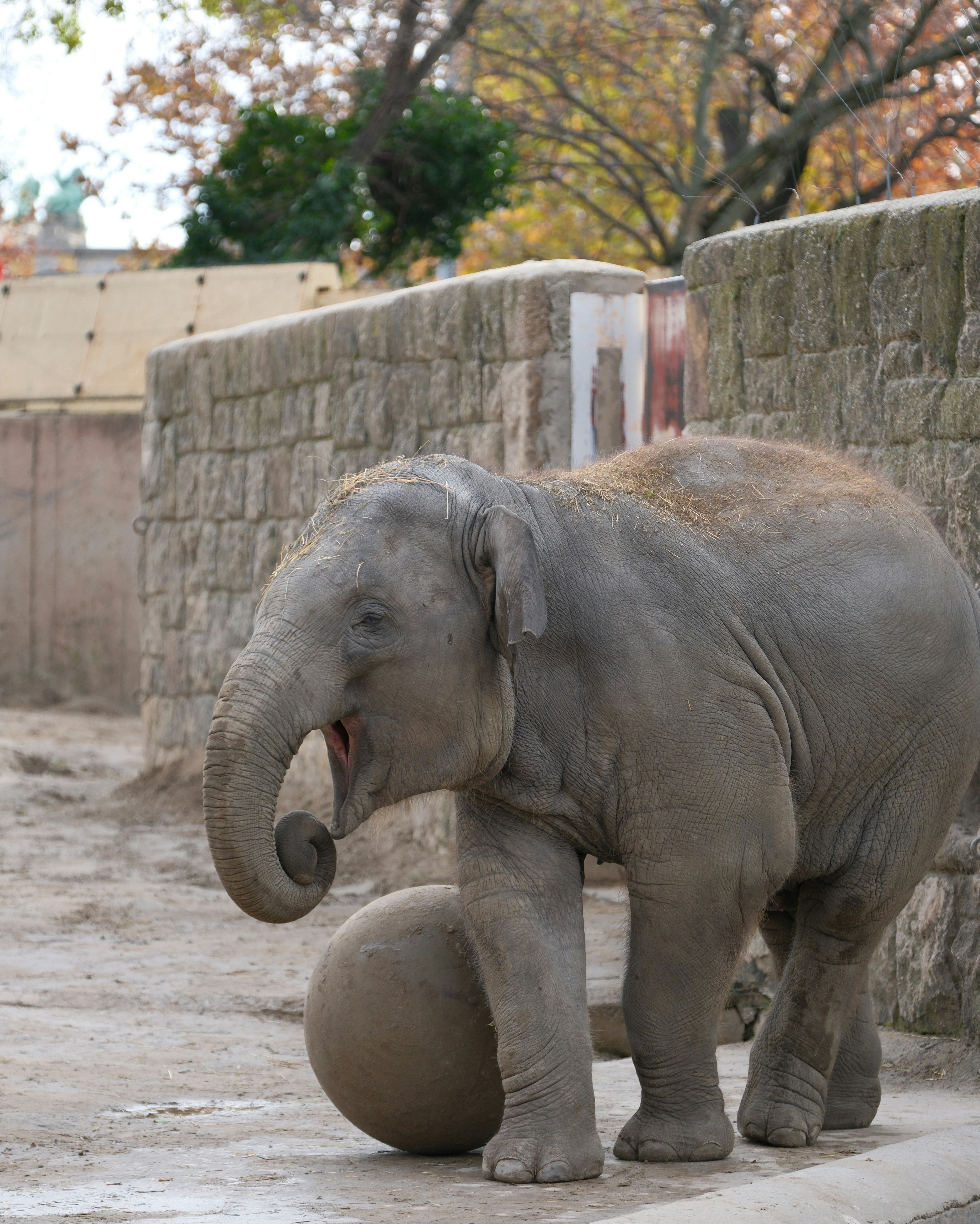 Trunk and Ball by the Stone Wall: A Young Elephant's Quiet Play