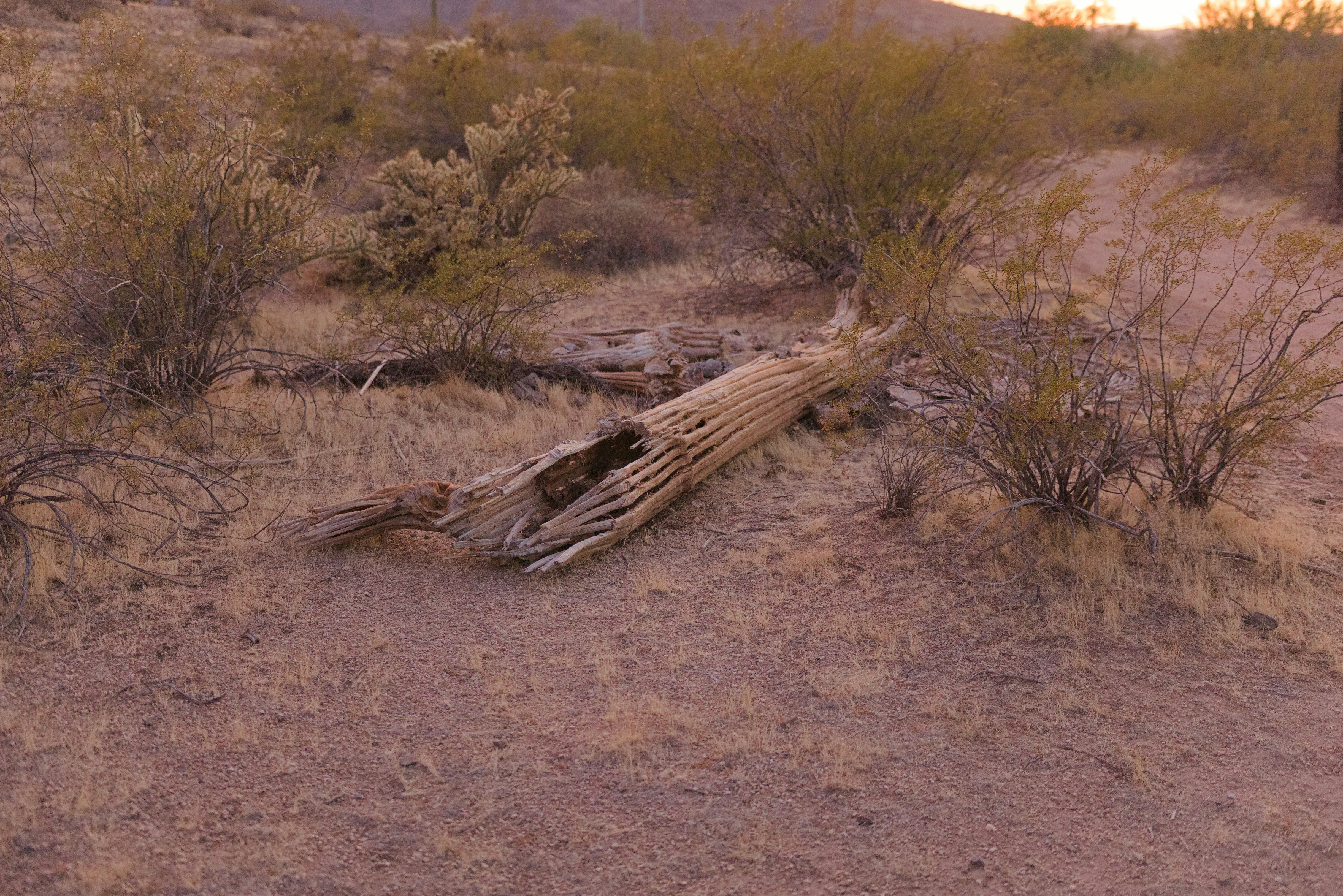 Deserted Log Remnant in Quiet Scrubland