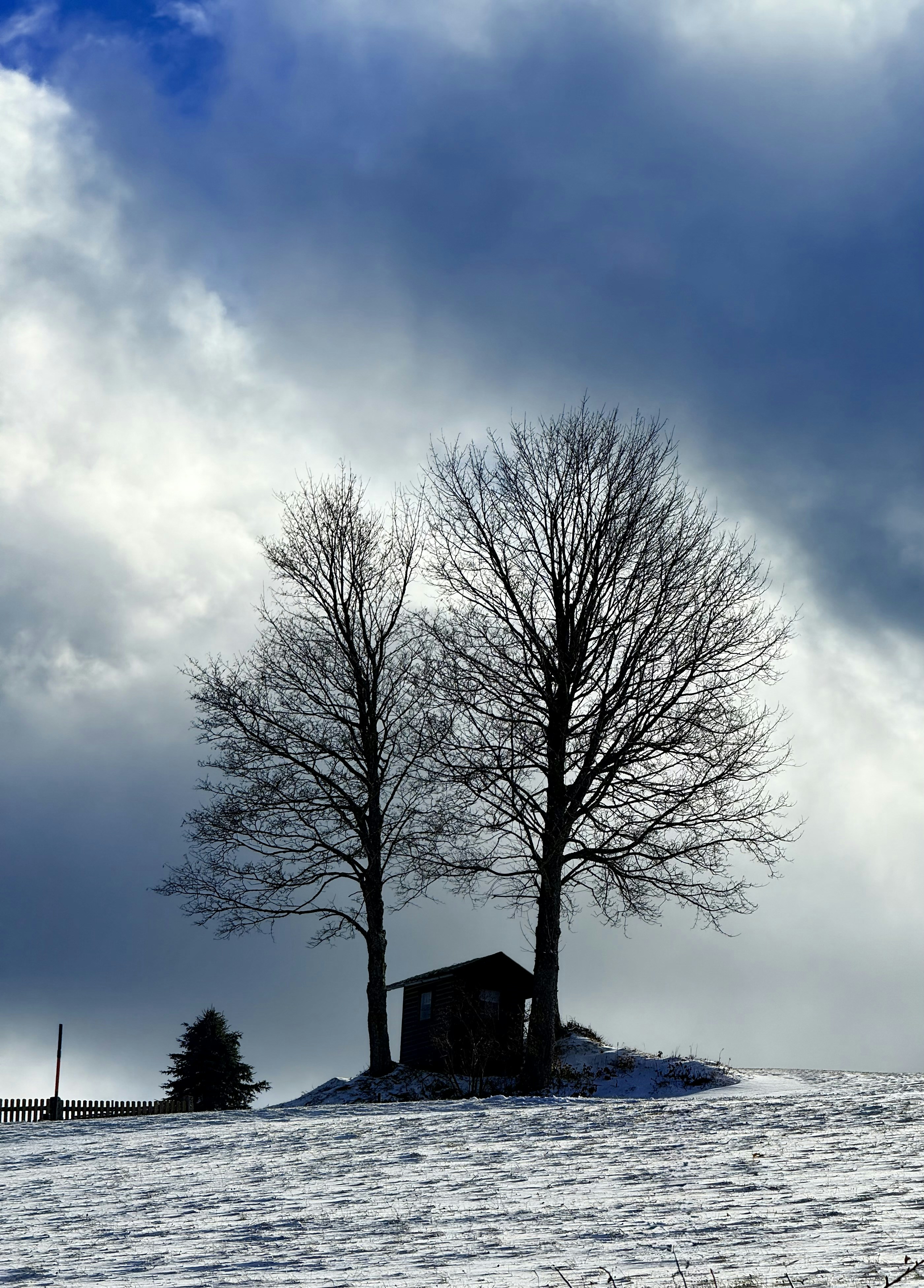 Winter's Quiet Guardians