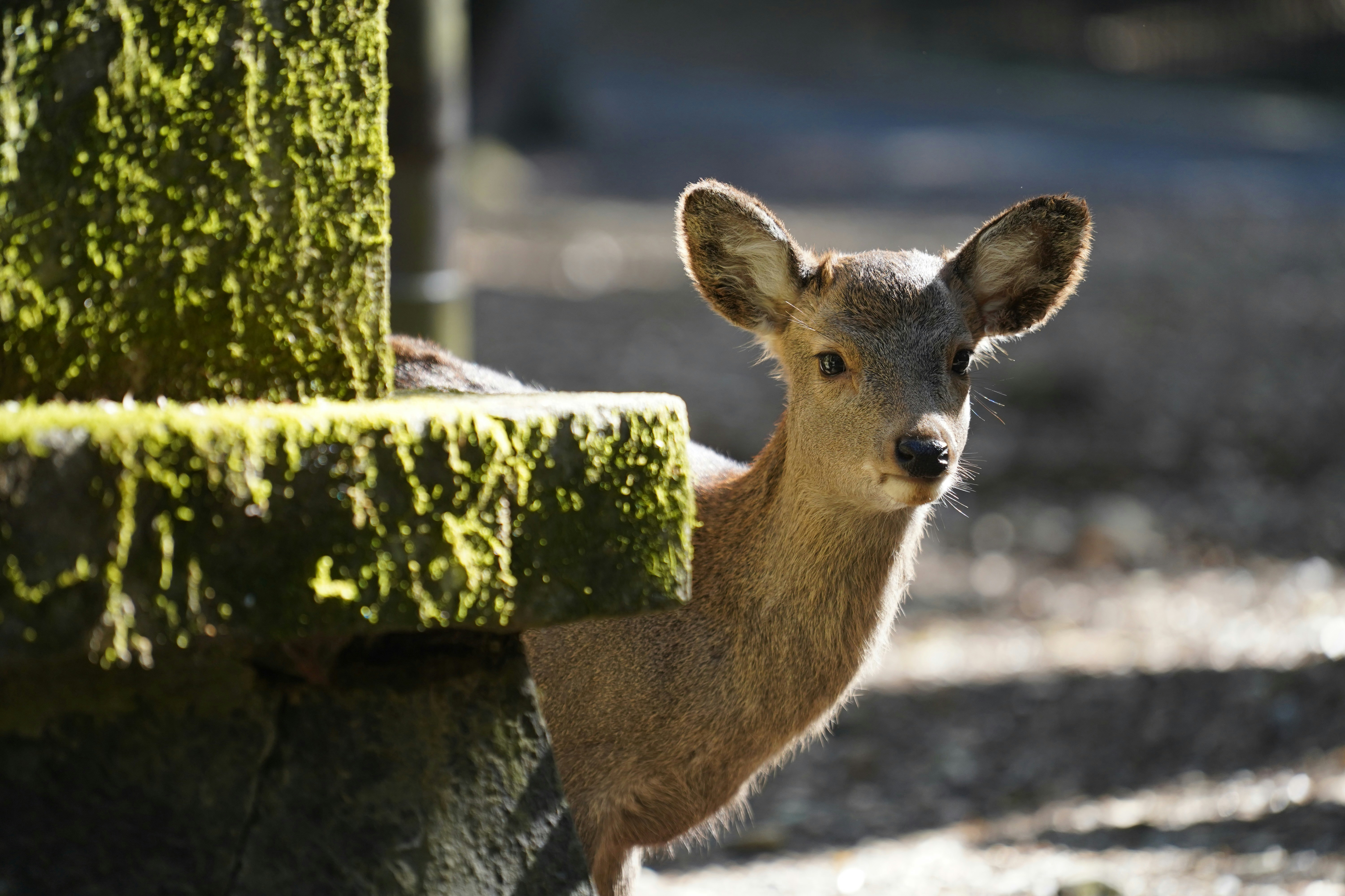 Curious Fawn Peering from Moss-Covered Steps