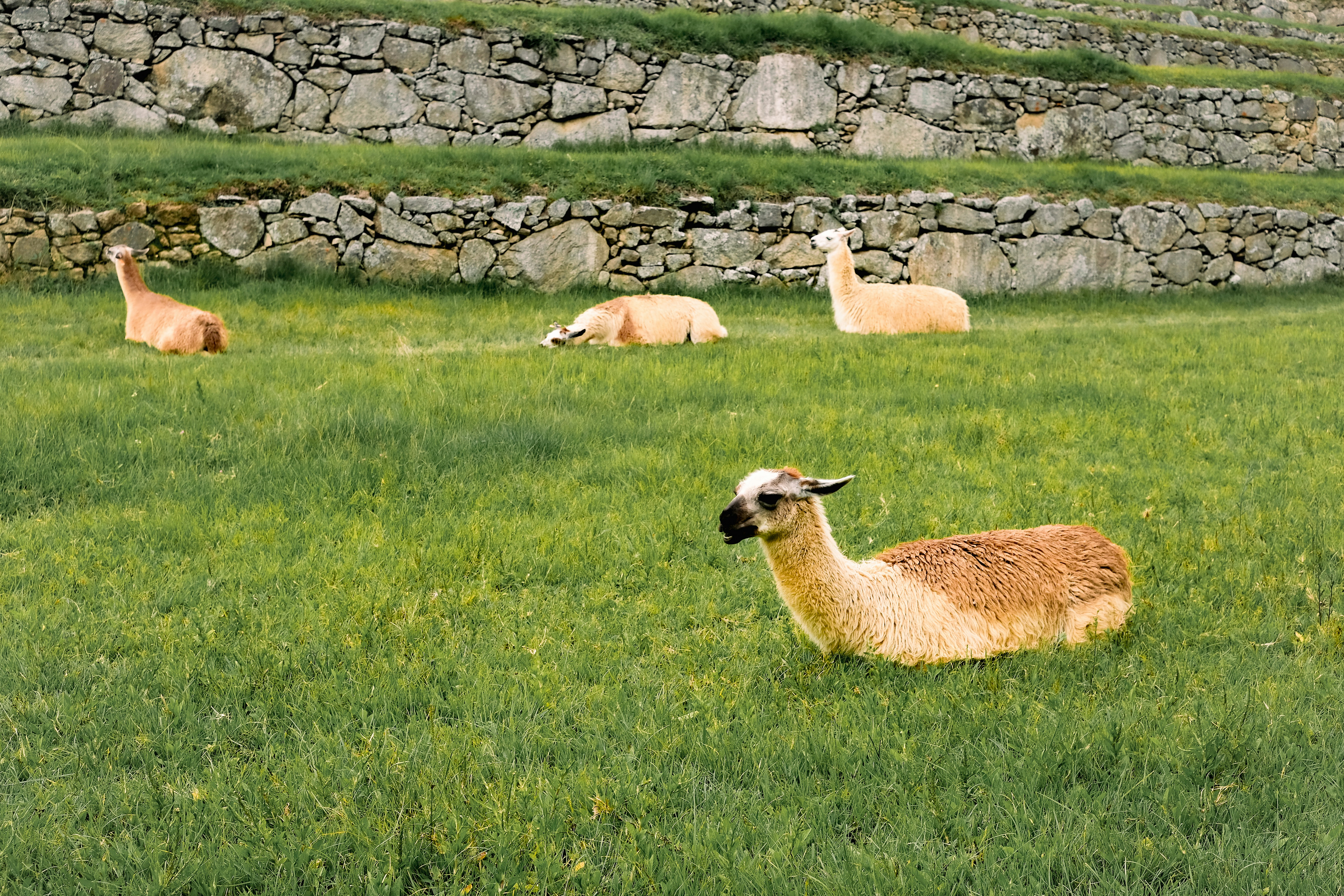 Sunlit Meadow Sentinel: A foreground alpaca watches over a tranquil field by a stone terrace