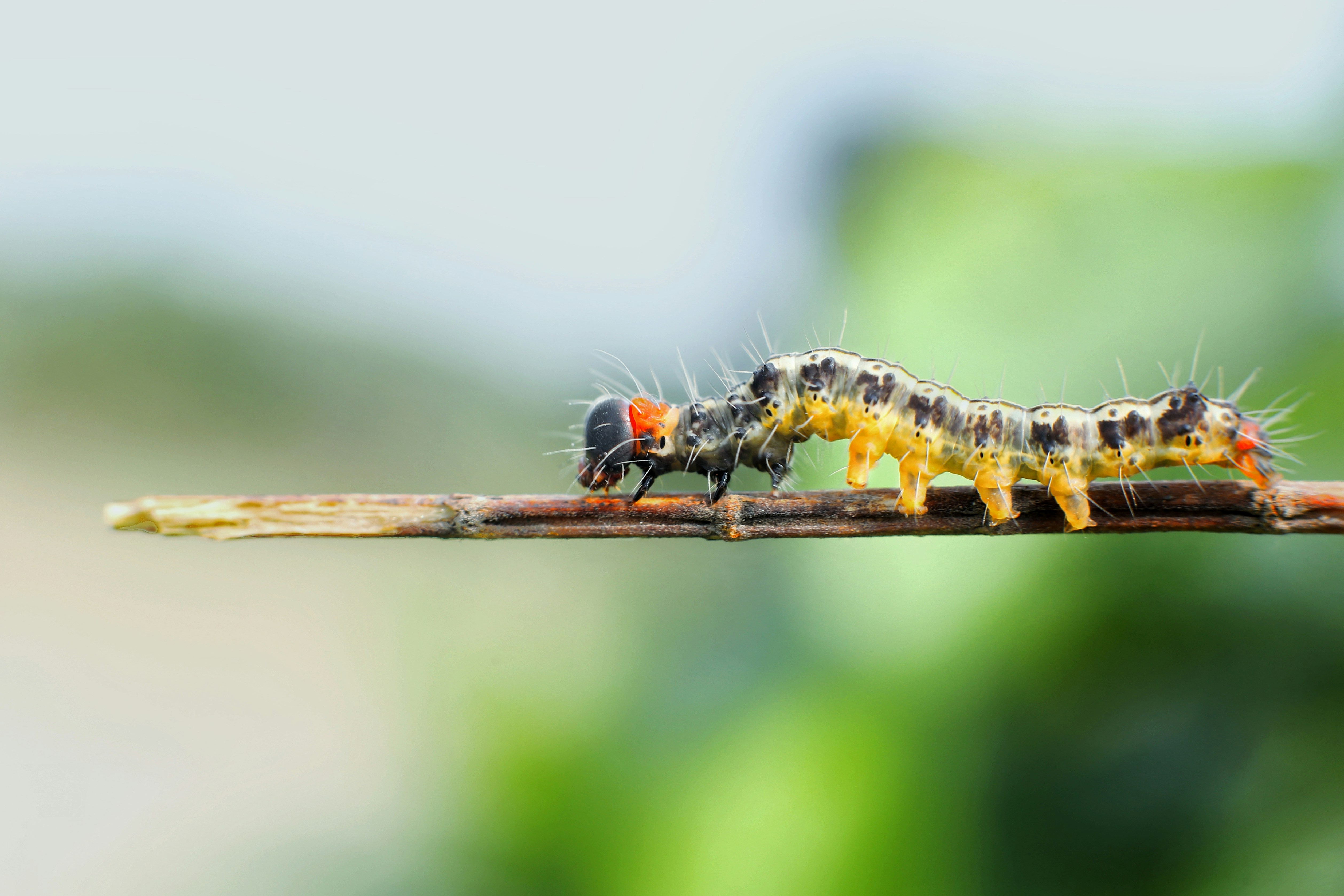 Caterpillar Trek: Tiny Wanderer Across a Twig