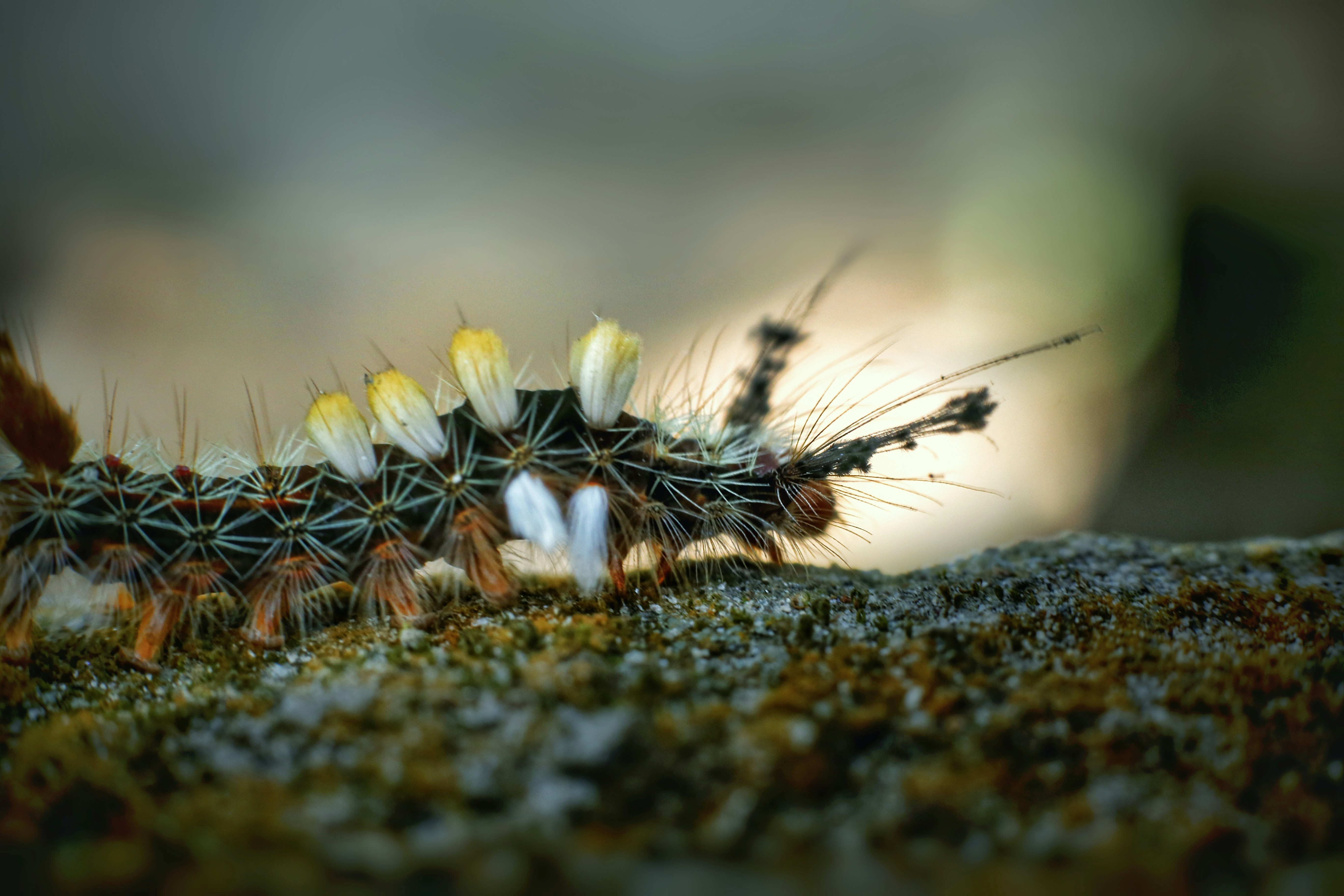 Tiny Caterpillar Parade: Florid Hairs in a Desert Smile