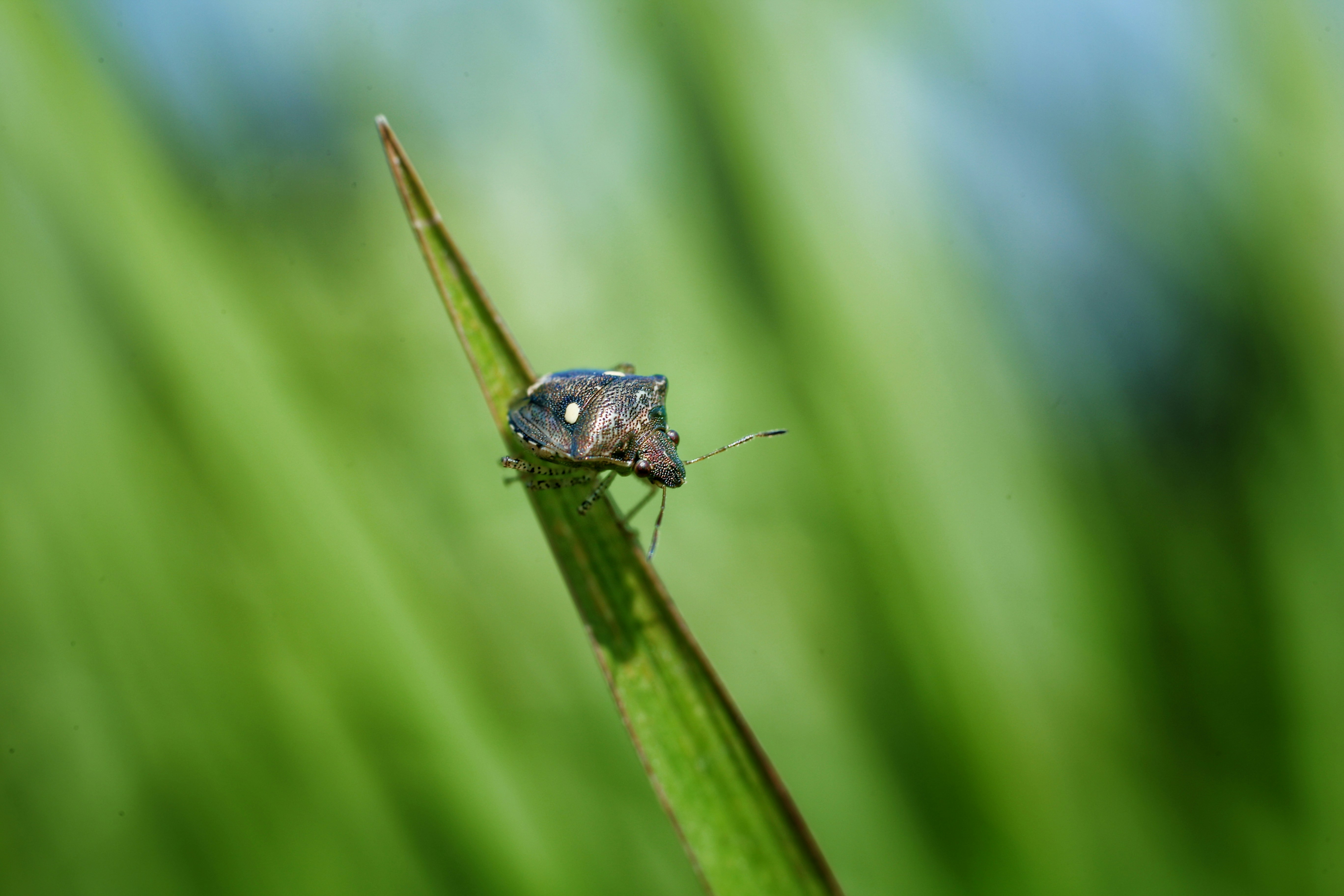 A bug is sitting on a blade of grass photo – Free Insect Image on Unsplash