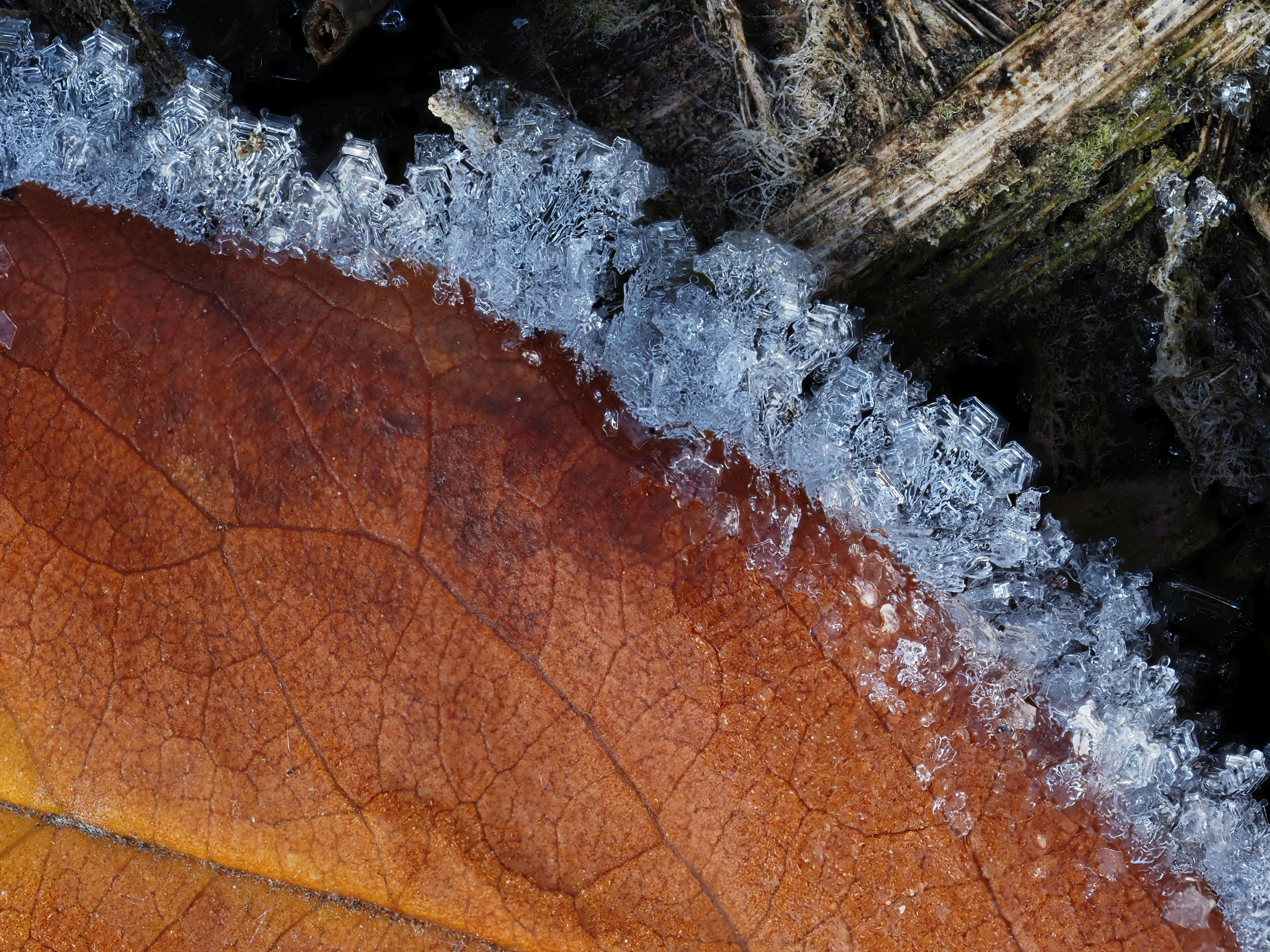 frost on plants