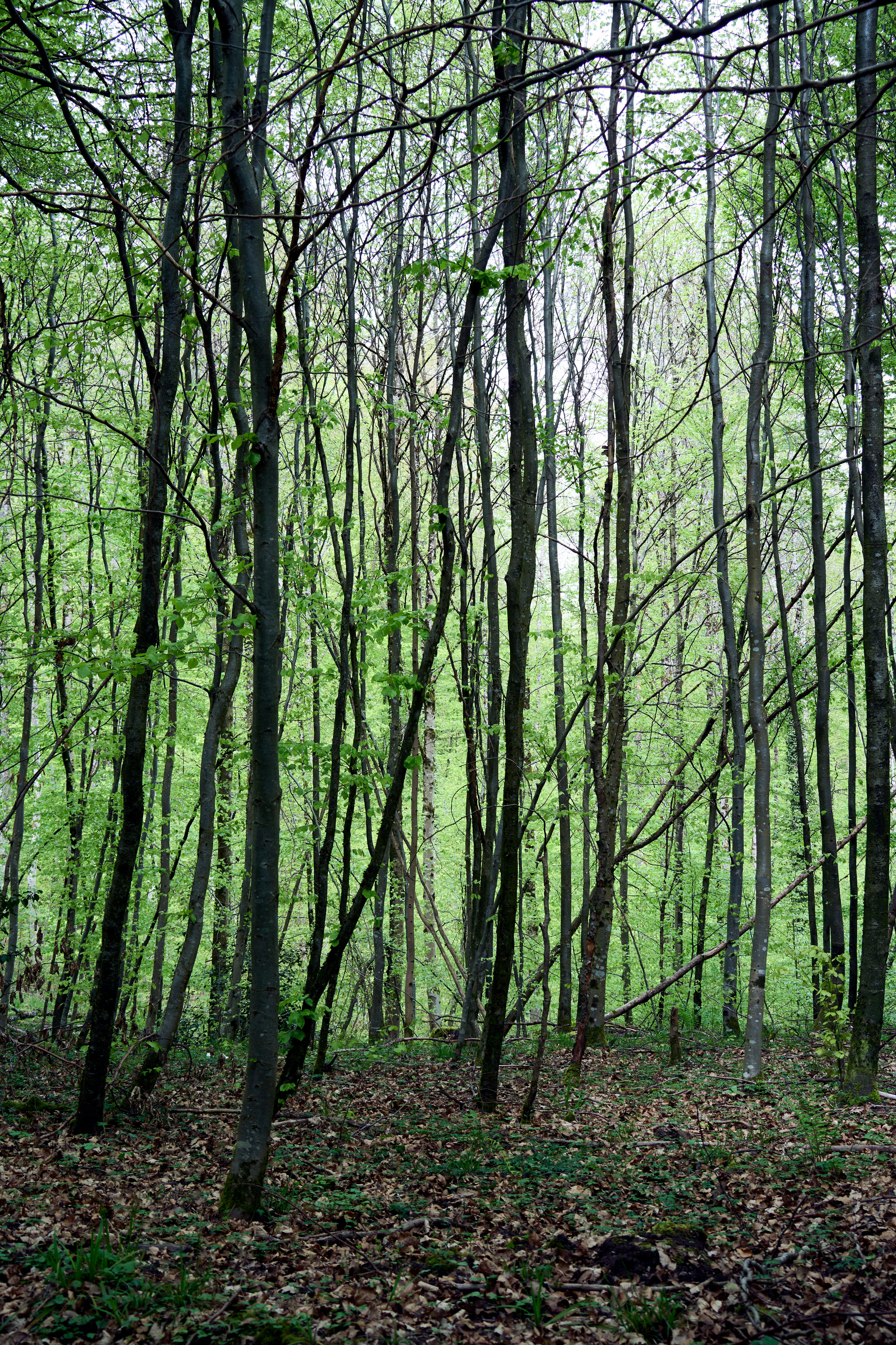 Photo by Wolfgang Hasselmann with Sony Alpha 7 IV