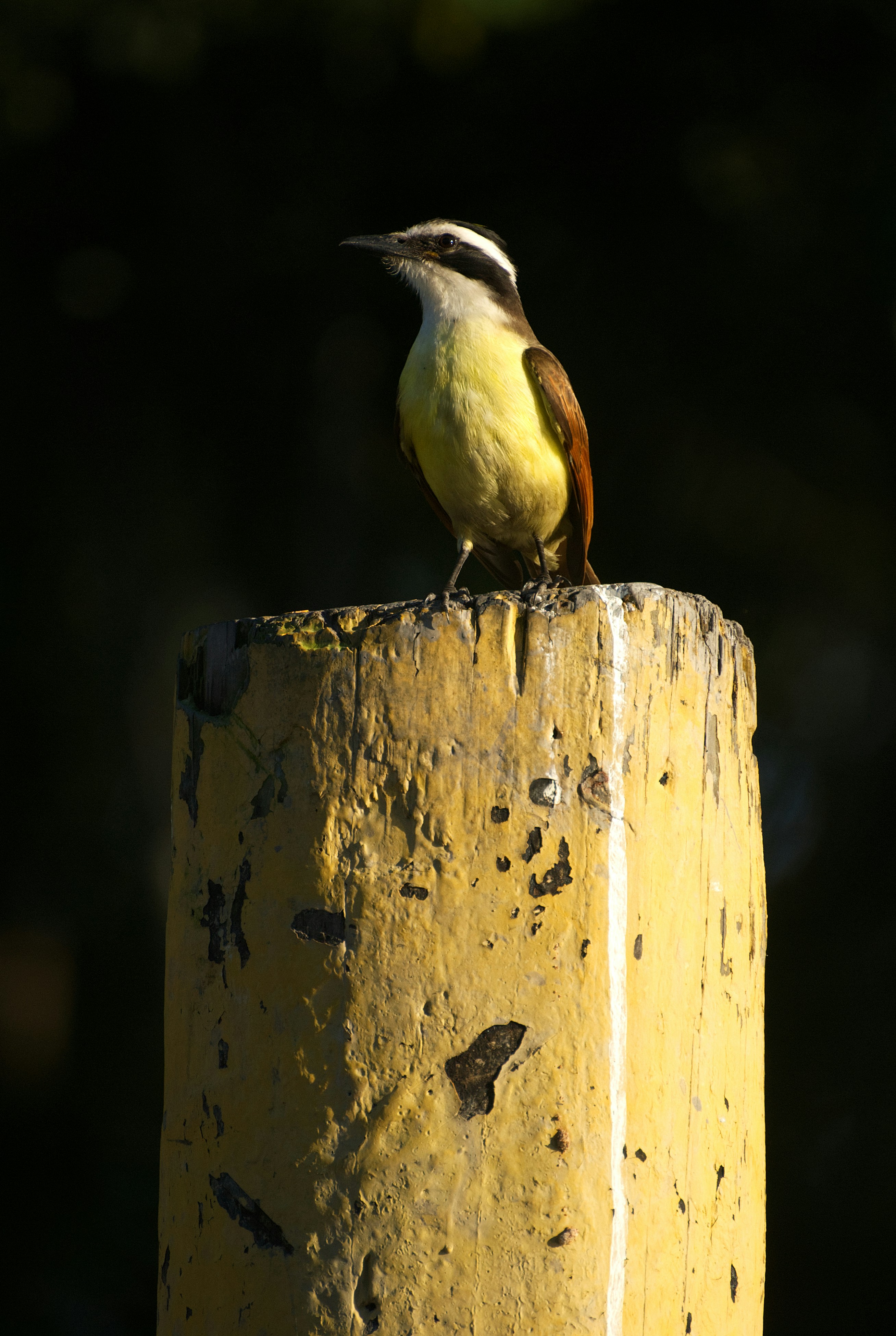 Perched Bee-eater of Light and Shadow