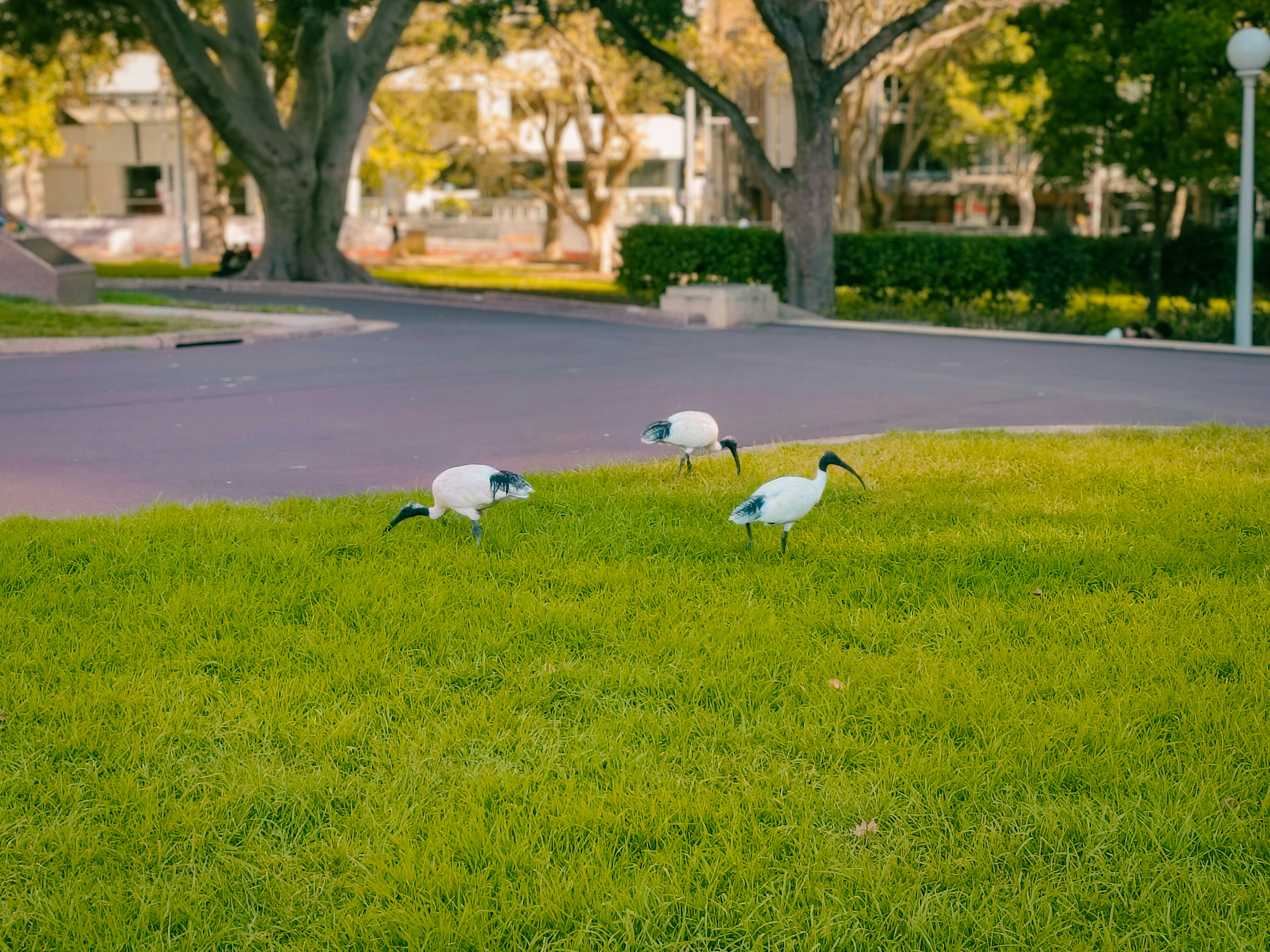 Three white cranes forage on bright green grass in a sunlit park, with a paved road and trees in the background.