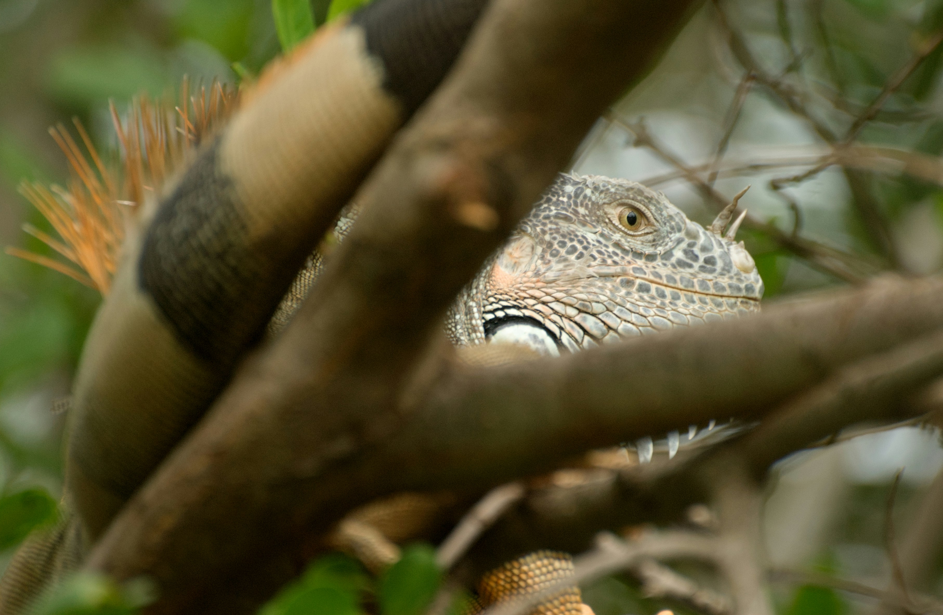 Glimpse Between Thorns: A Lizard's Gaze in Dappled Light