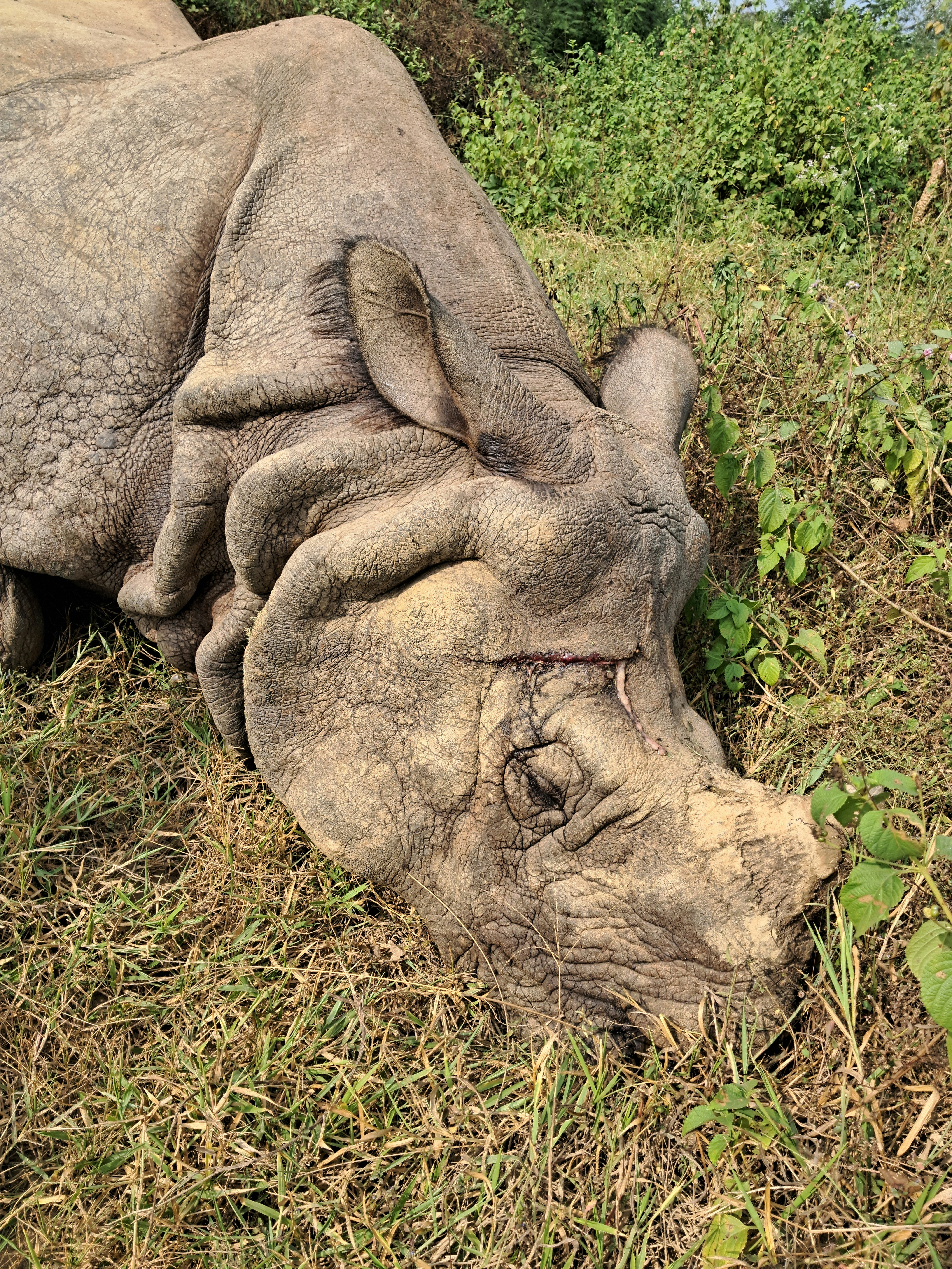 Injured and Bleeding Rhinoceros