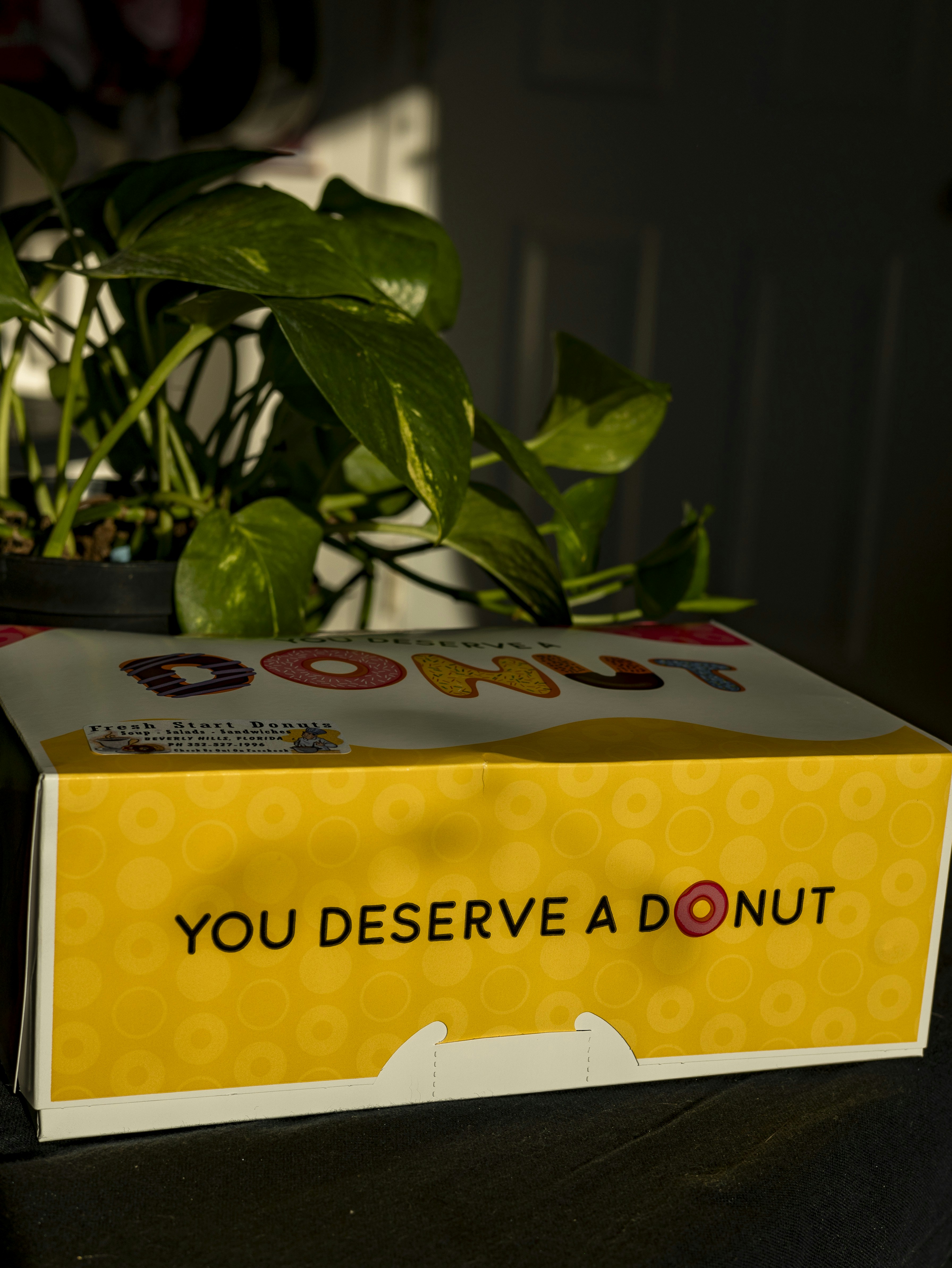 Sun-Kissed Donut Box Under a Quiet Plant