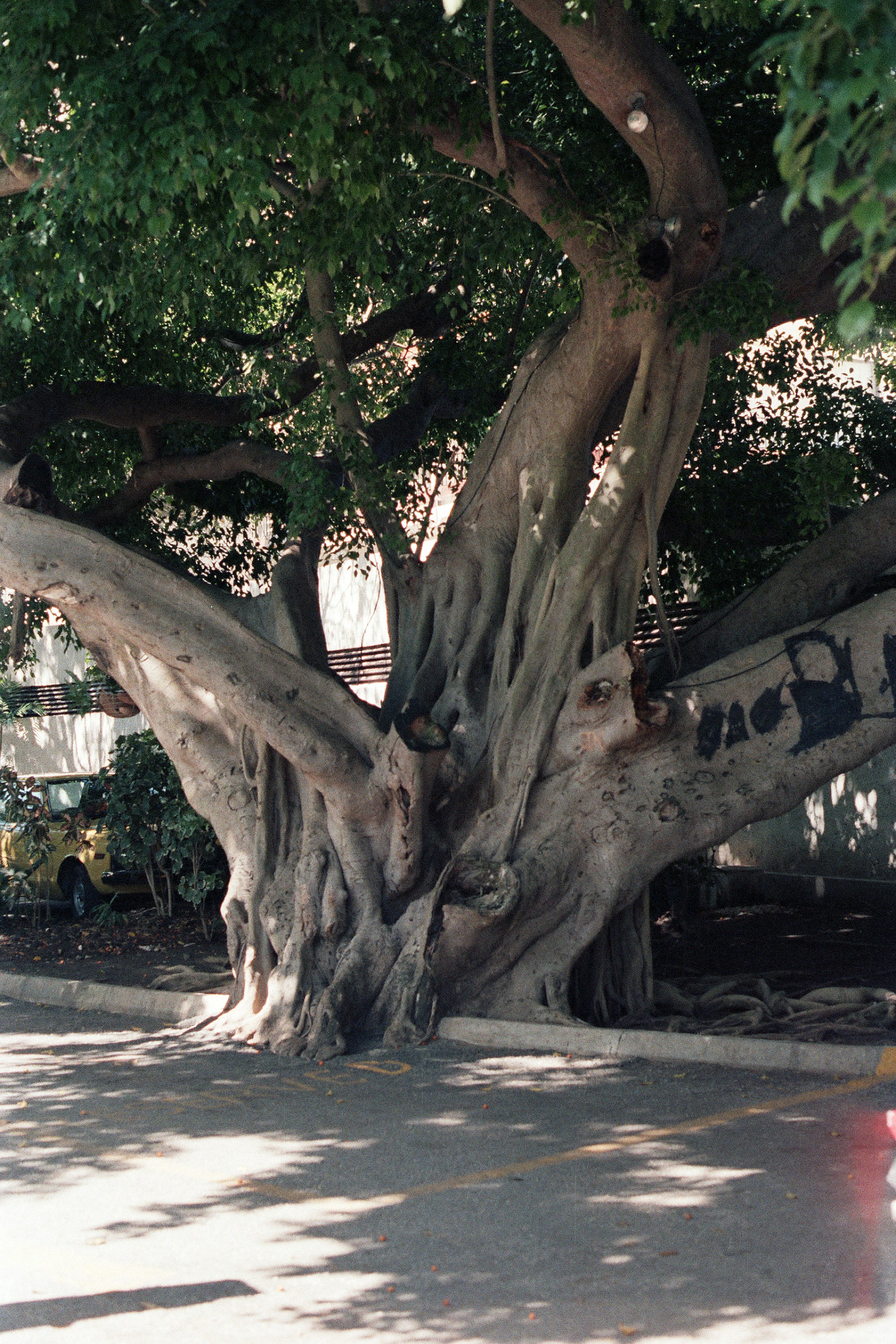 A large tree that is next to a fire hydrant photo – Free Barbados Image ...