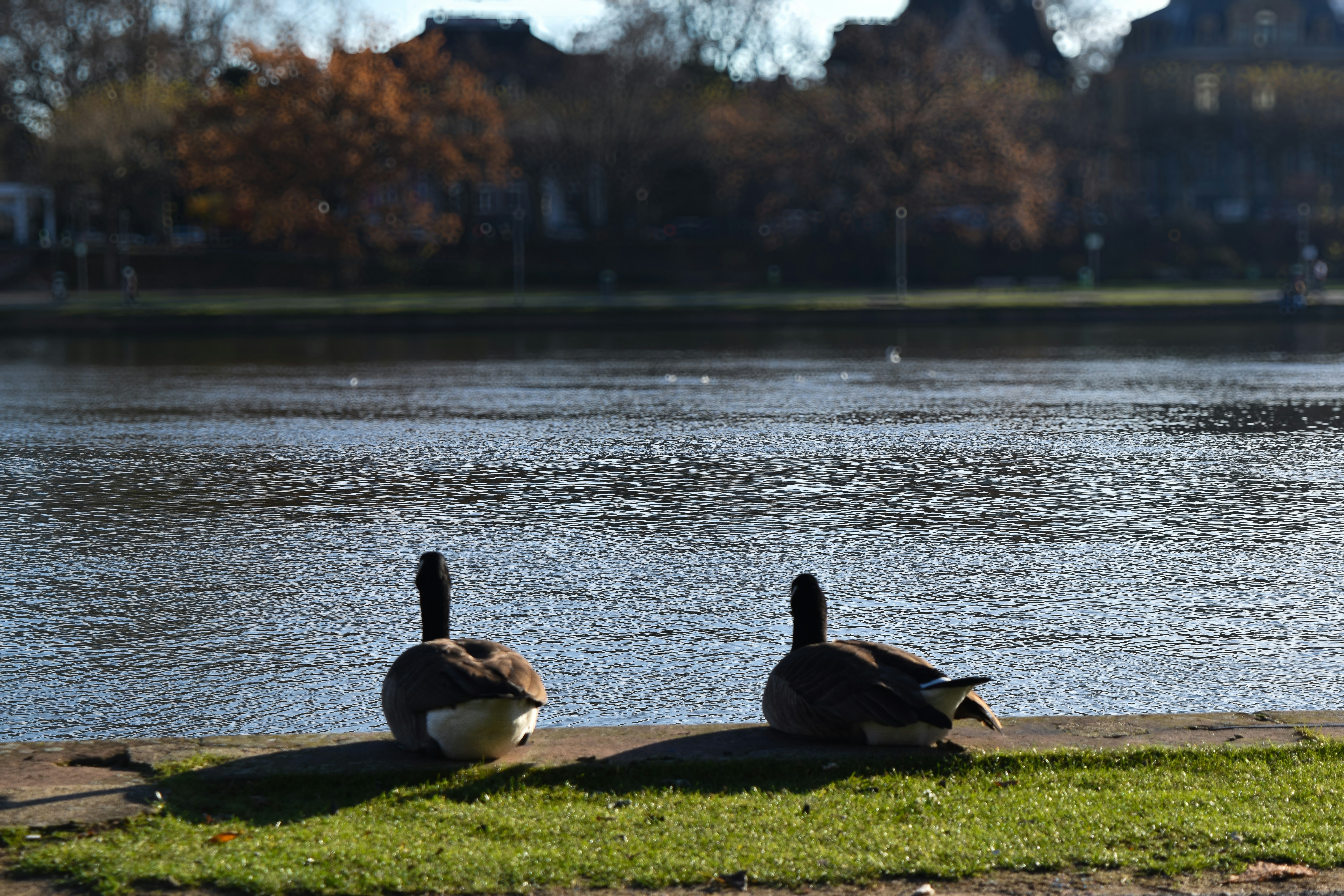 Riverside Tranquility: Paired Swans at the Edge of Autumn Light