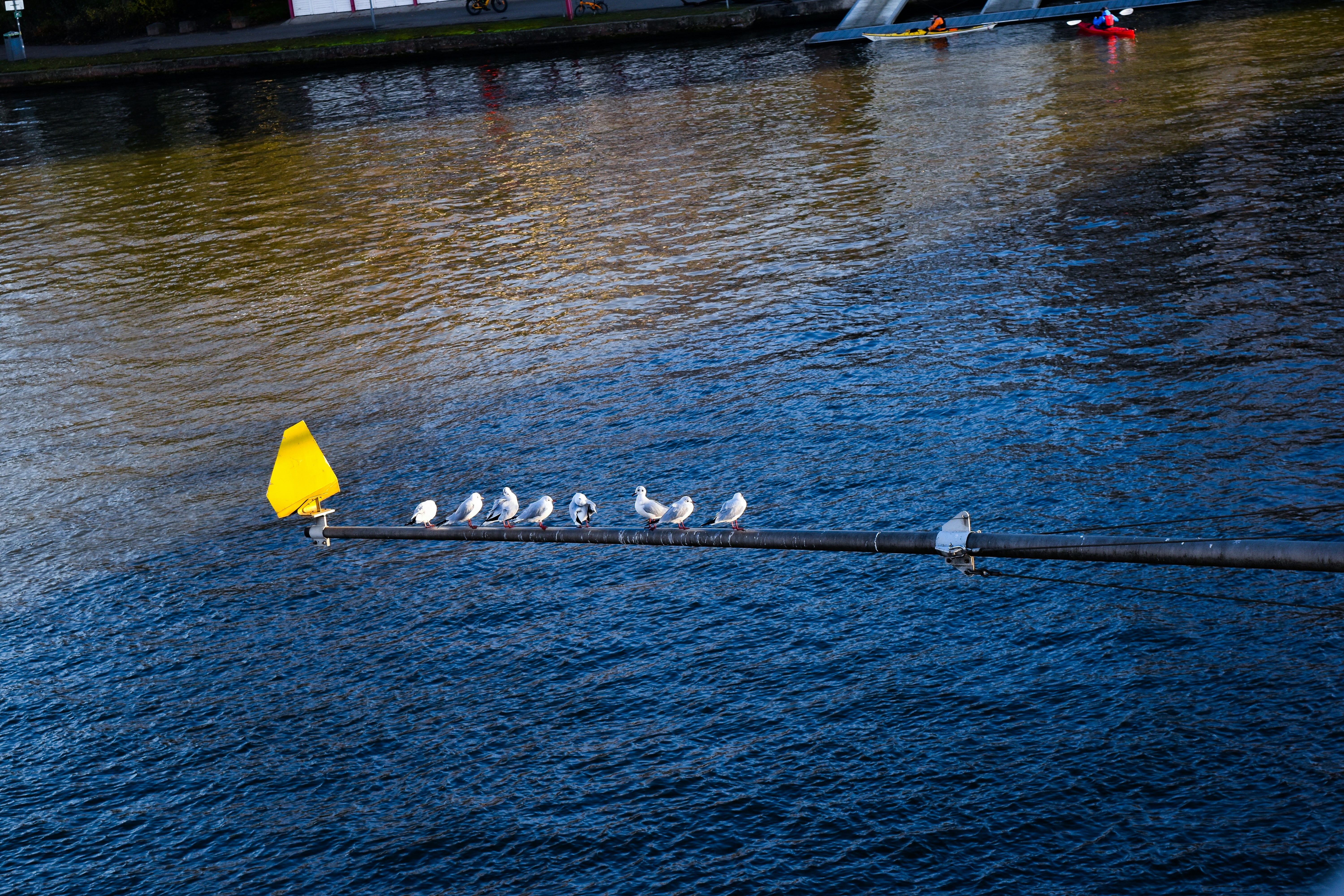 Floating Rail of White Birds Across Calm Blue Water