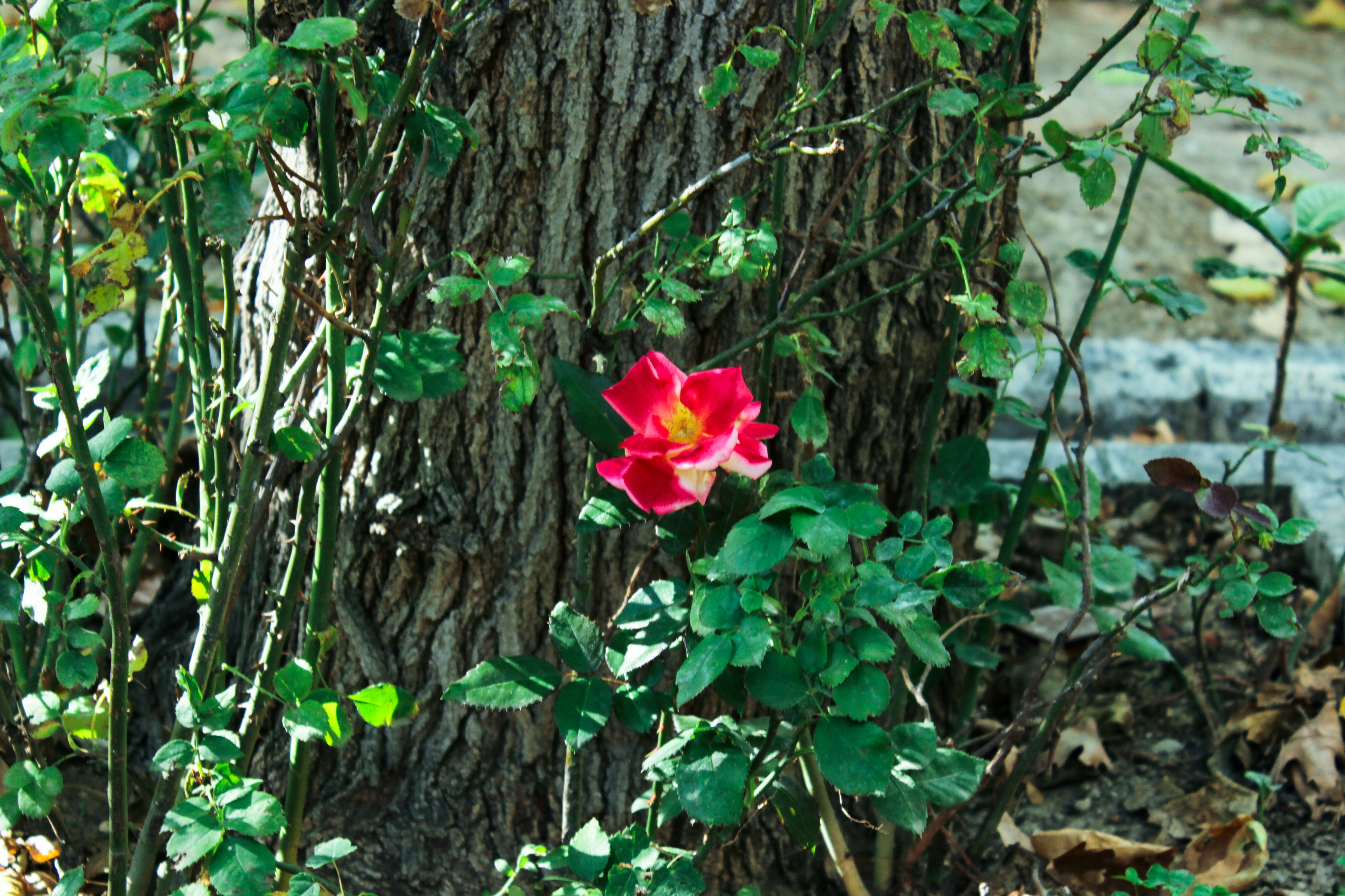 Blossom Amidst the Bark