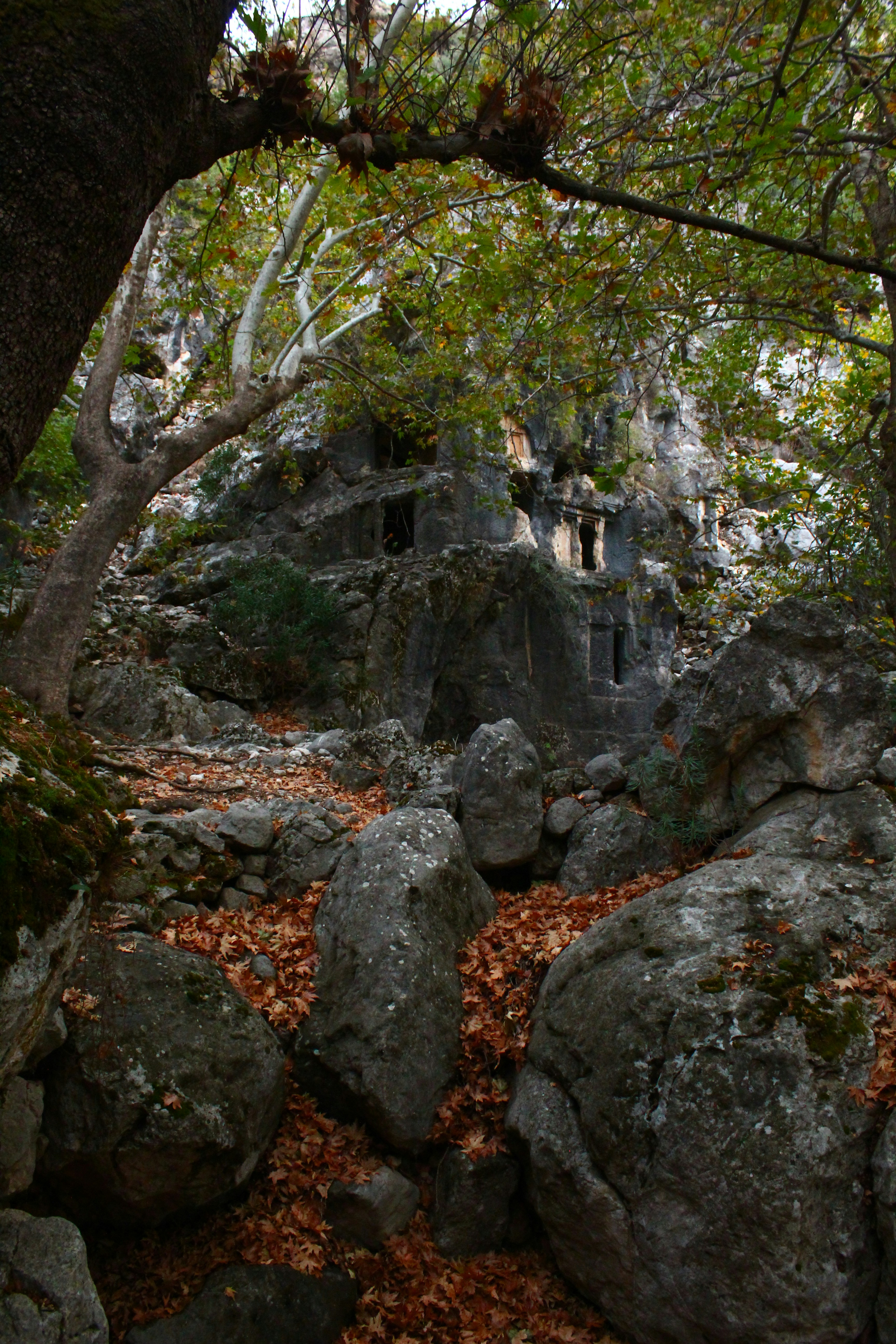 Stone Windows in a Forest-Clad Cliff