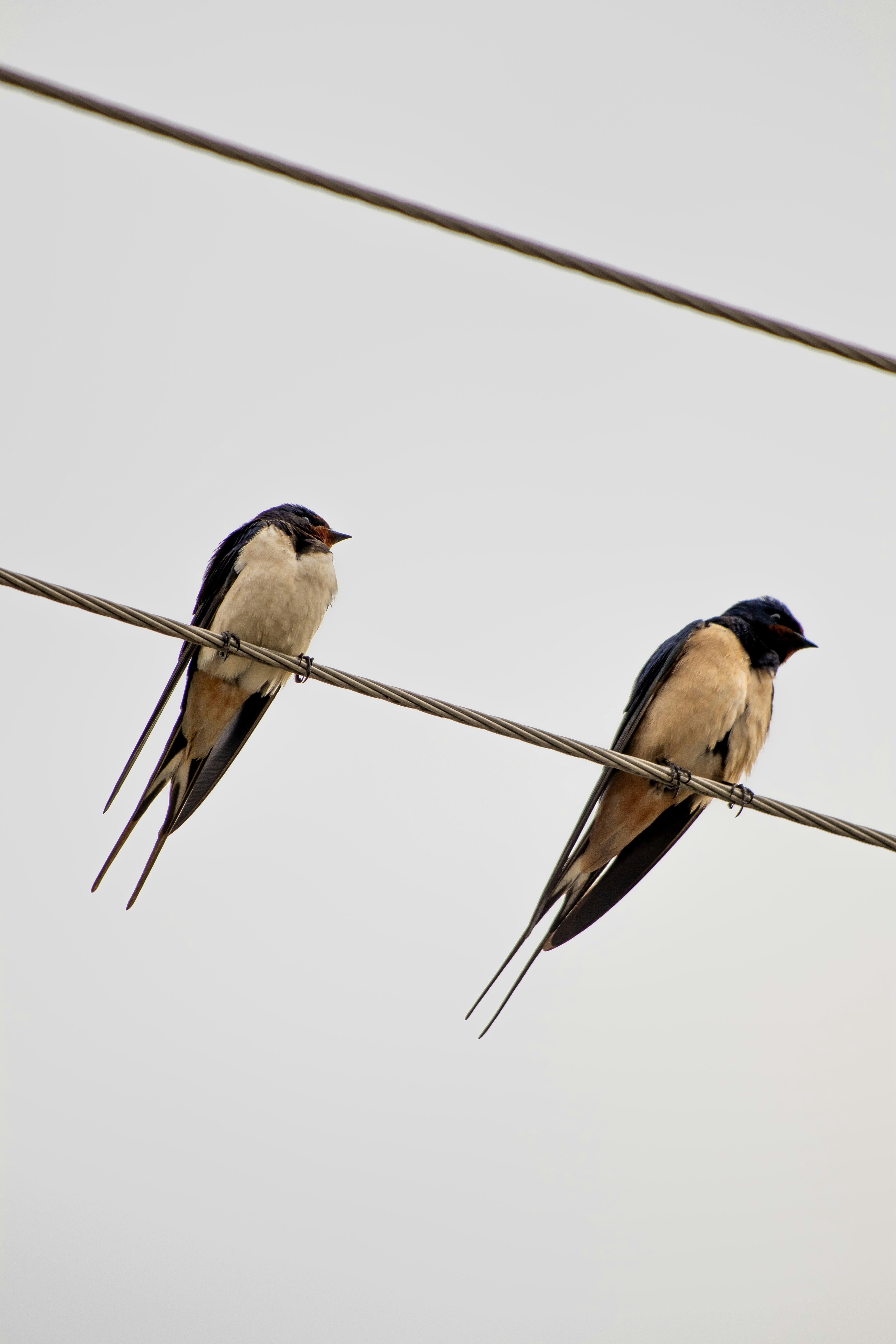 A couple of birds sitting on top of a power line