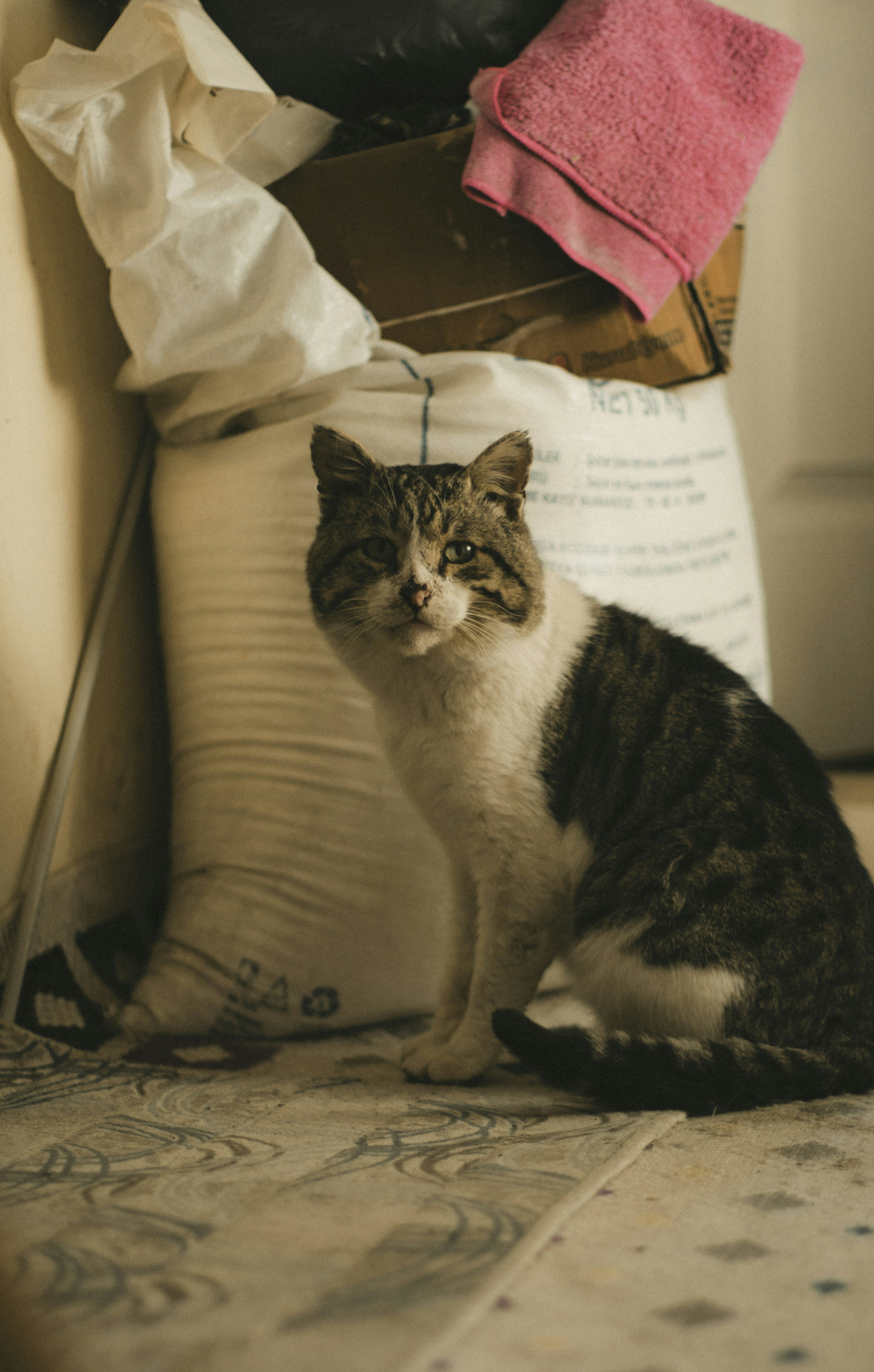 Sleepy Alley Cat Behind Burlap and Towels