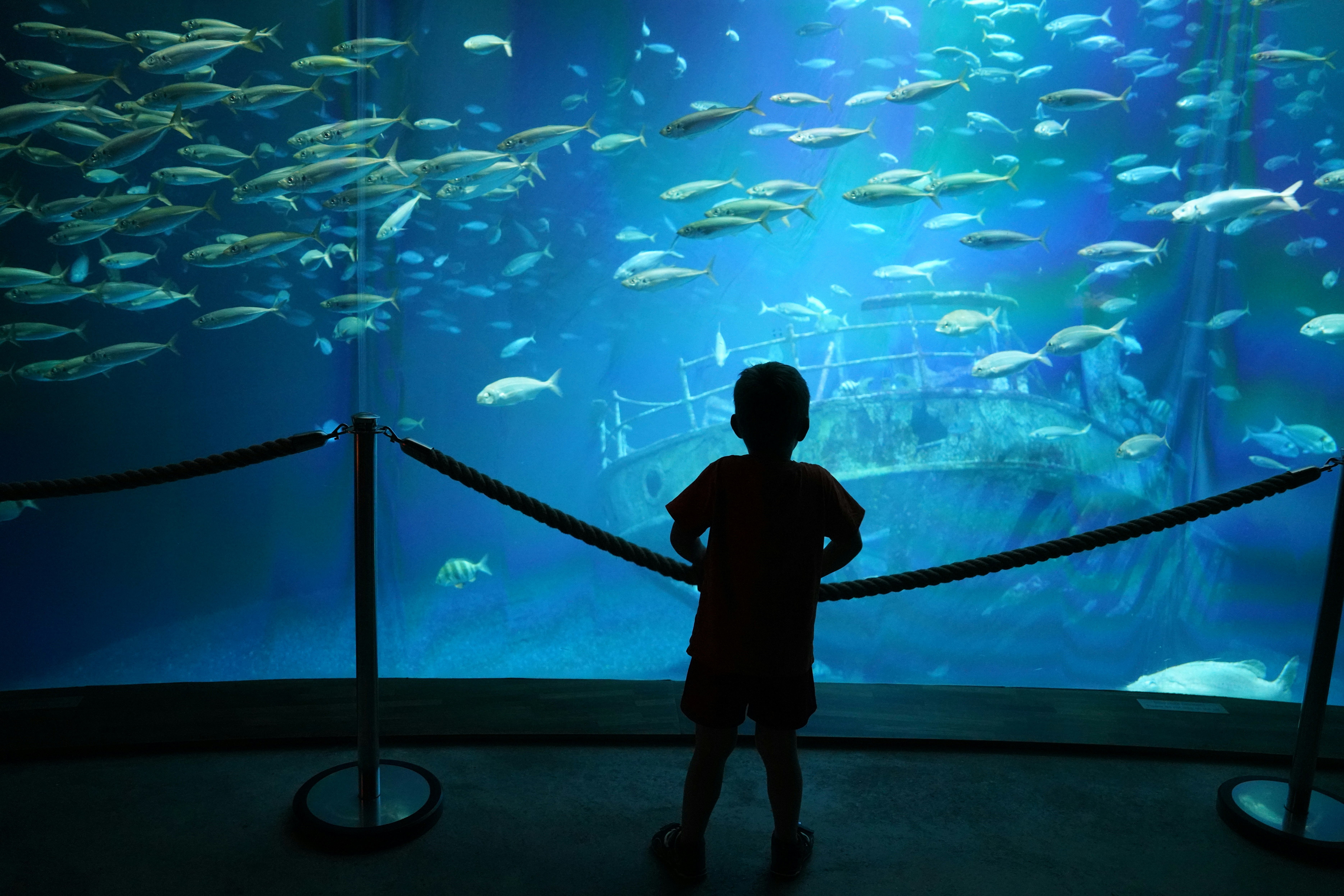 A person standing in front of a large aquarium photo – Free Human Image ...